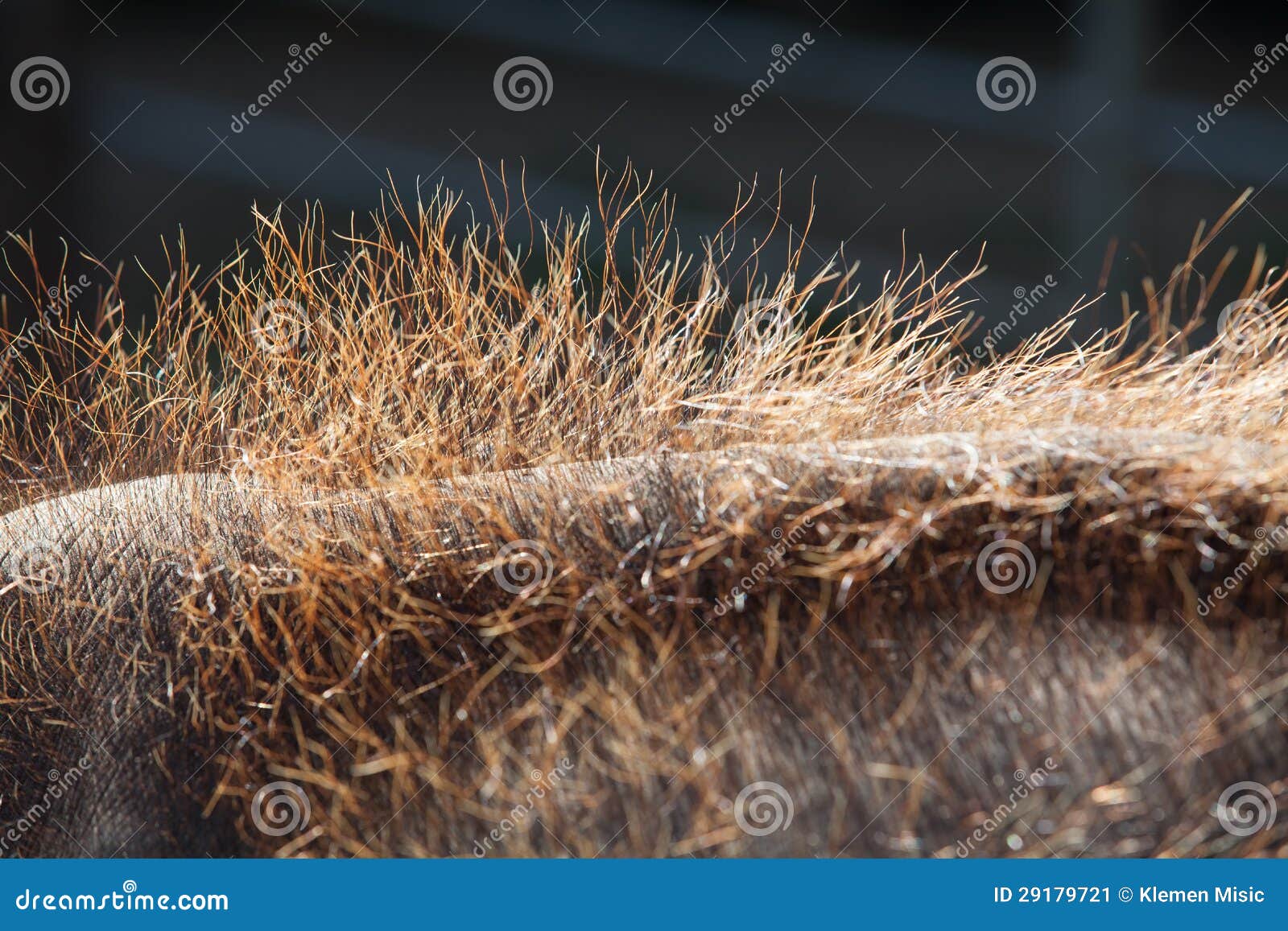 Close Up of Young Elephant S Hair on Its Back Stock Image - Image of ...