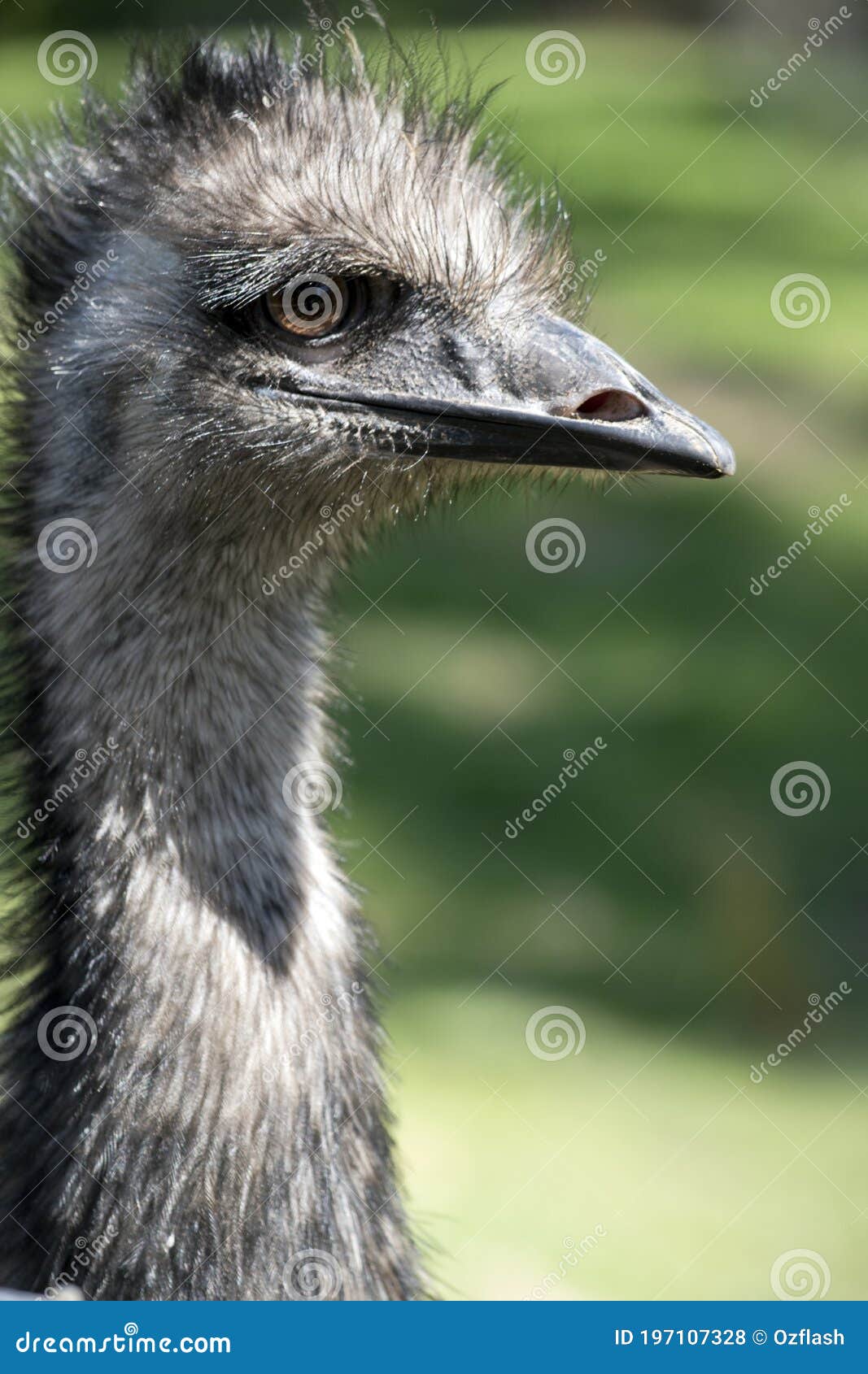 This is a Close Up of a Young Emu Stock Photo - Image of bill, animal ...