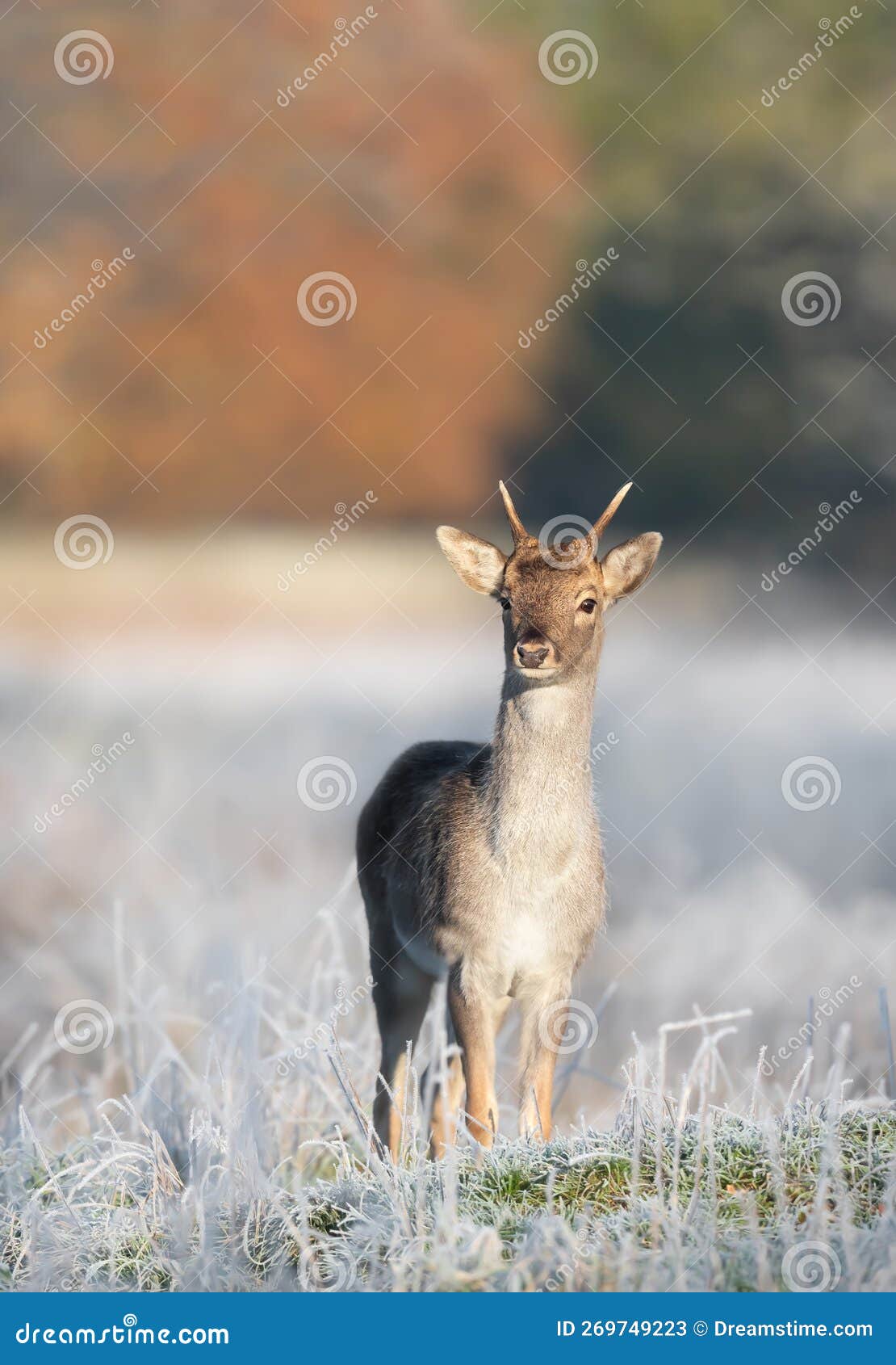 Close Up of a Young Fallow Deer in Winter Stock Image - Image of forest ...