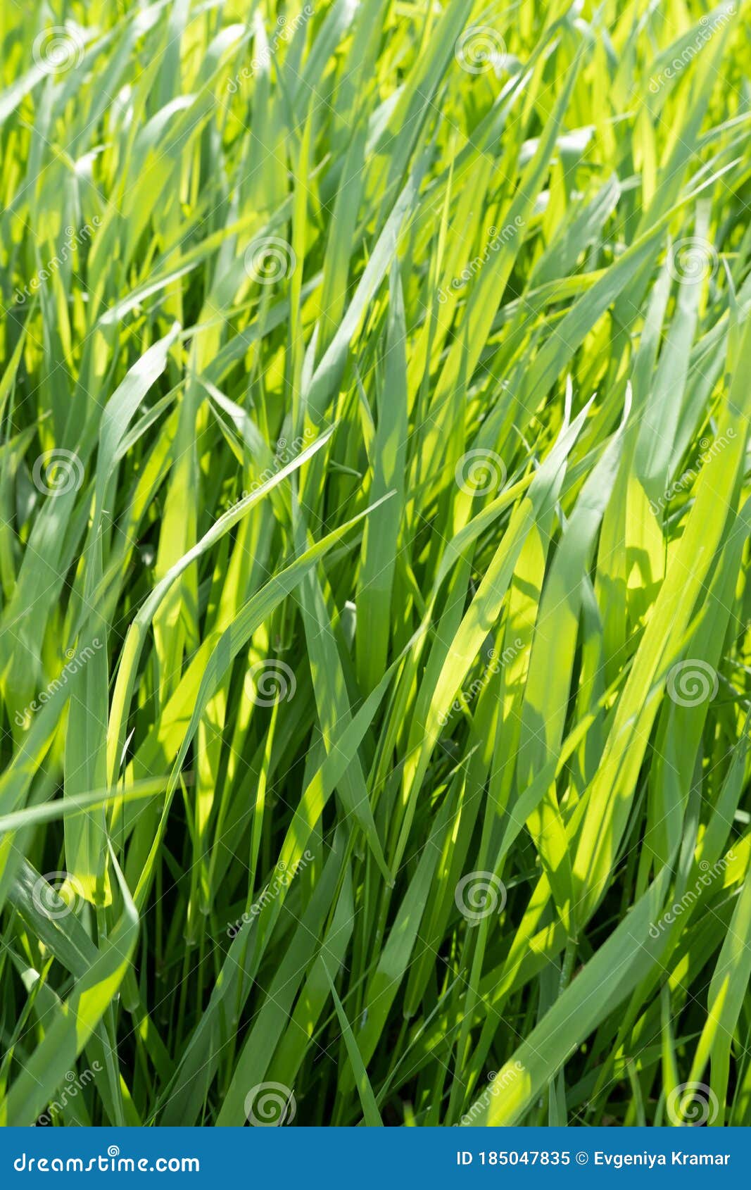 Close-up of Young Fresh Green Grass Stock Image - Image of grow, grass ...
