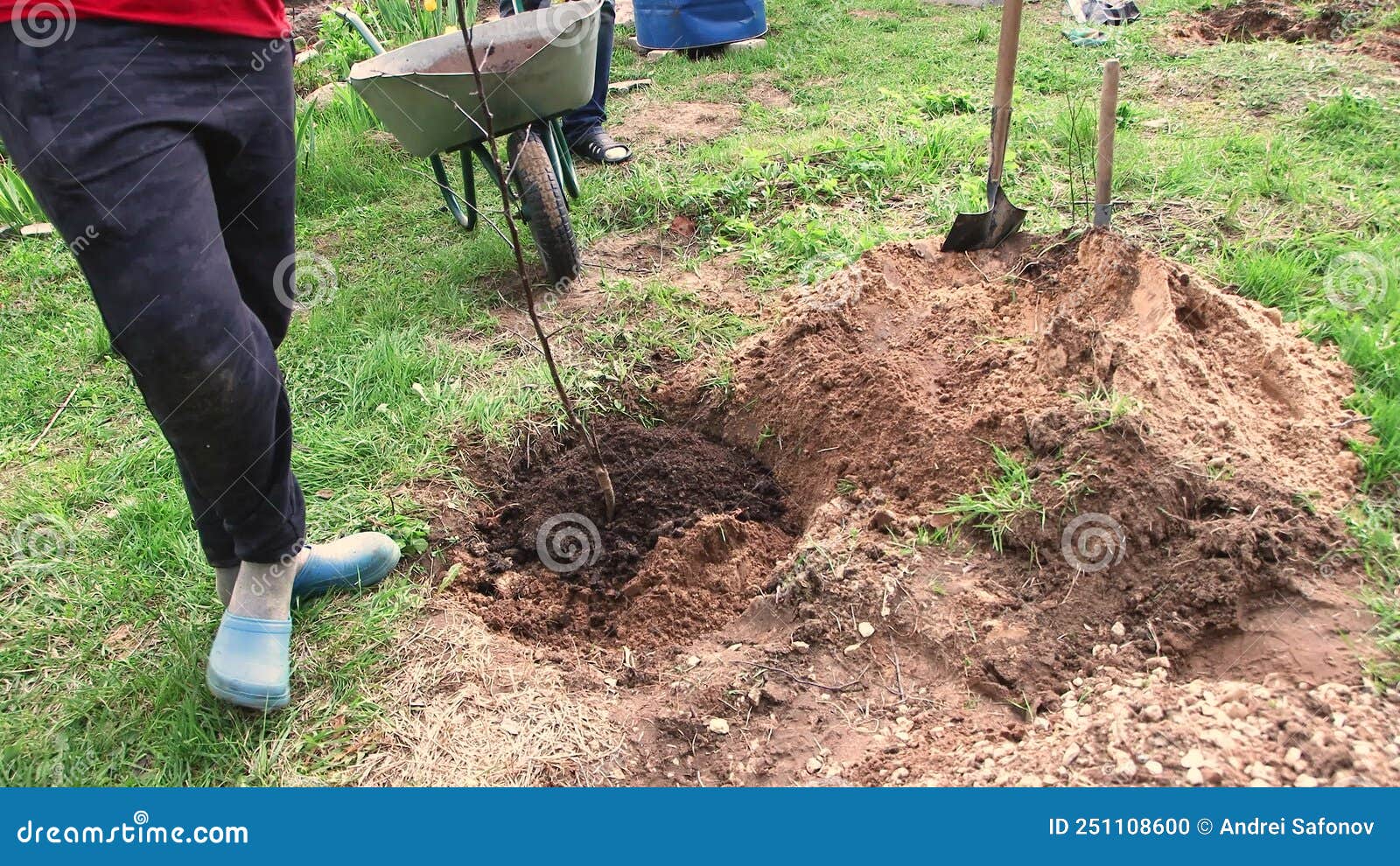 A Close-up of a Young Fruit Tree is Planted with Compost or Humus ...