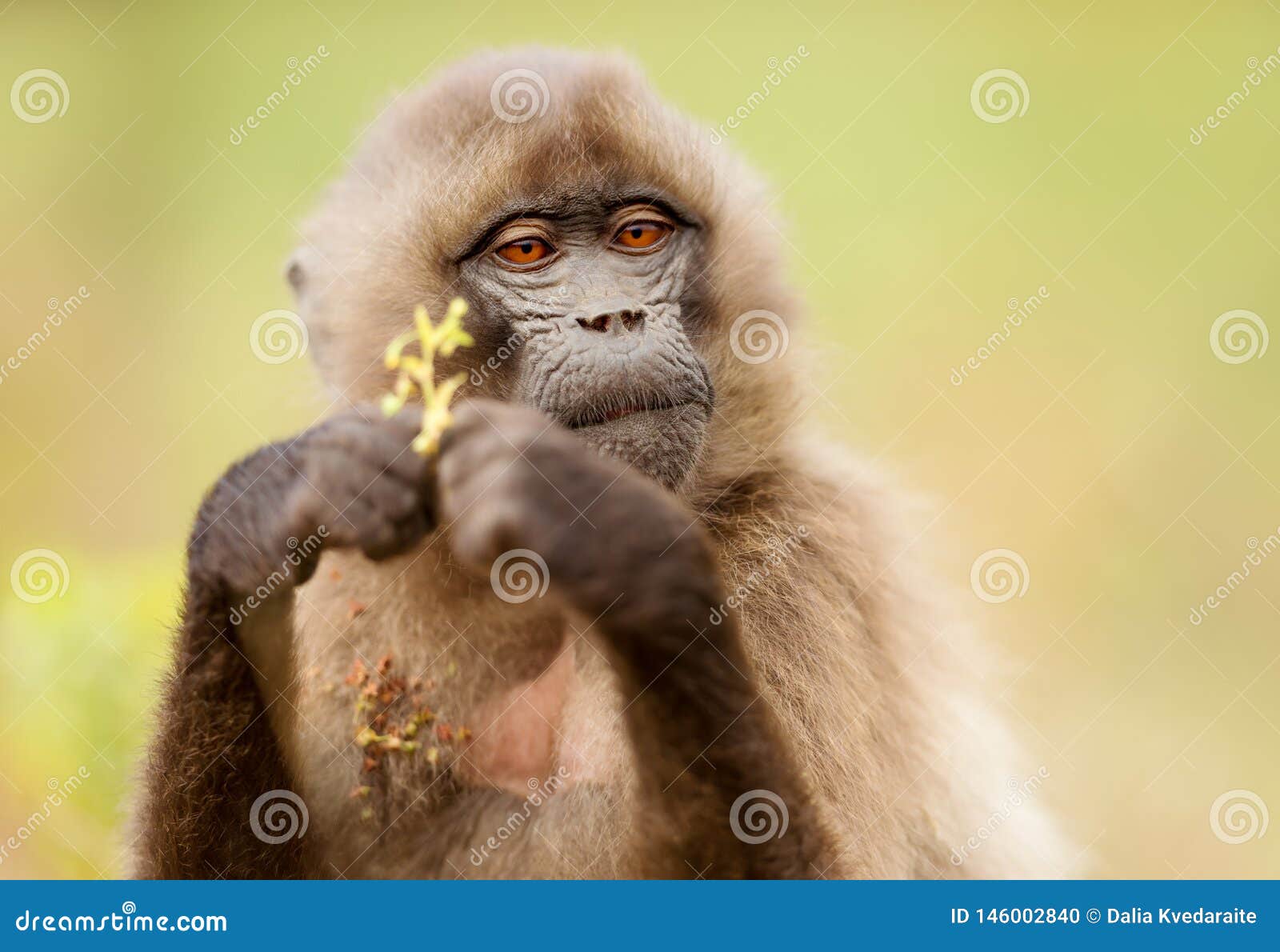 Close Up of a Young Gelada Monkey Eating Grass Stock Photo - Image of ...