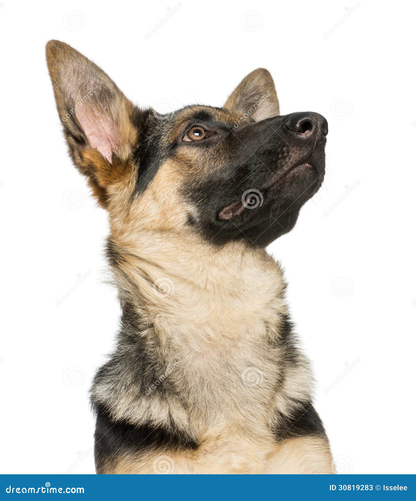 Close-up of a Young German Shepherd, Looking Up Stock Image - Image of ...