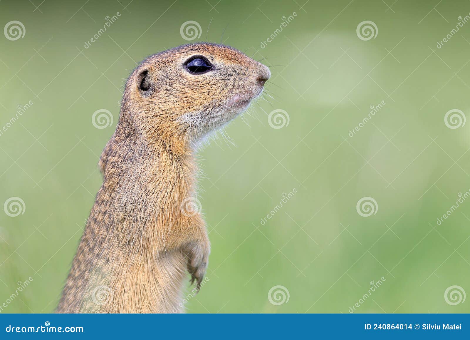 Gopher Standing on the Grass in a Mountains Pasture with Fresh Green ...