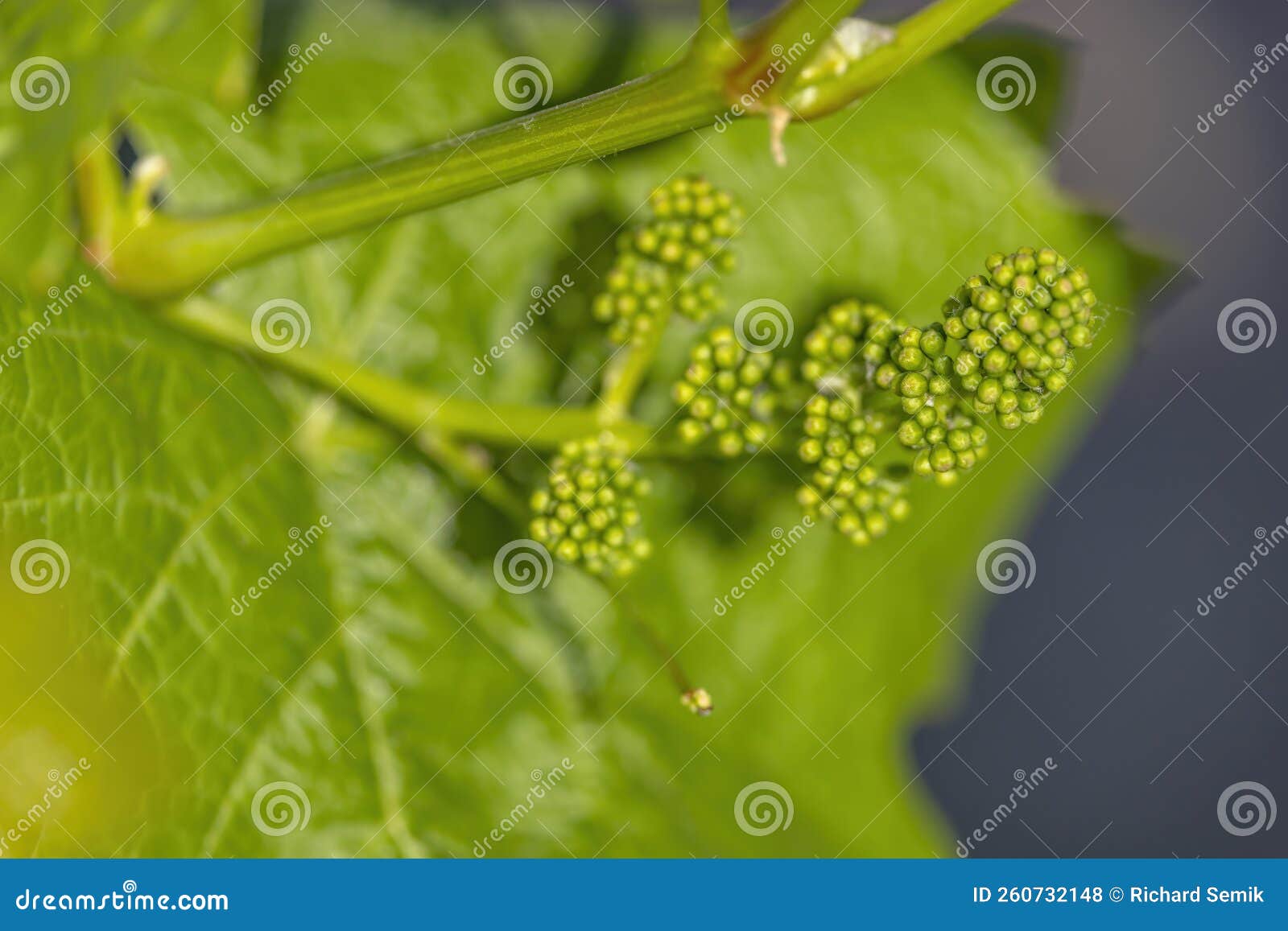 Close Up of Young Grapevine Stock Photo - Image of fruit, southern ...