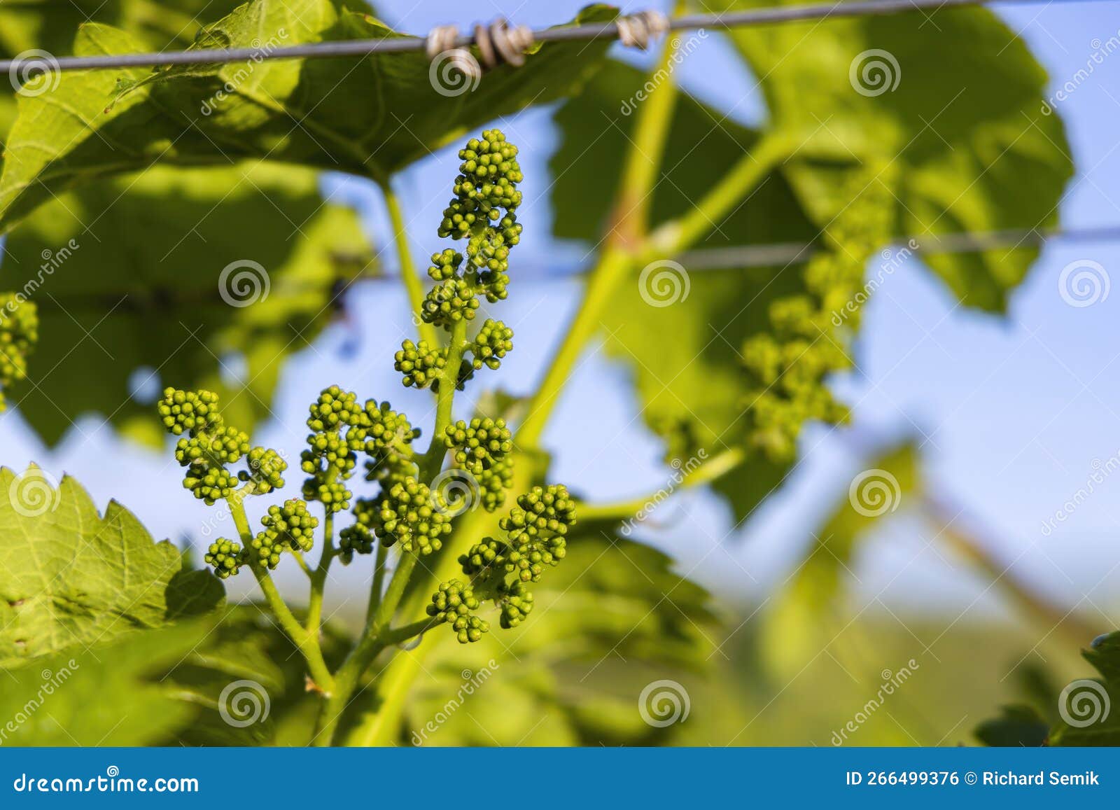 Close Up of Young Grapevine Stock Photo - Image of field, vineyard ...