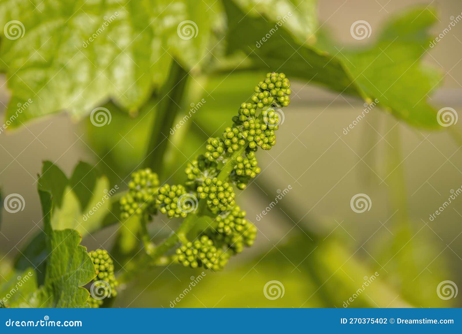 Young Grapevine In Wineyard. Close-up Of Grapevine. Wineyard At Spring ...