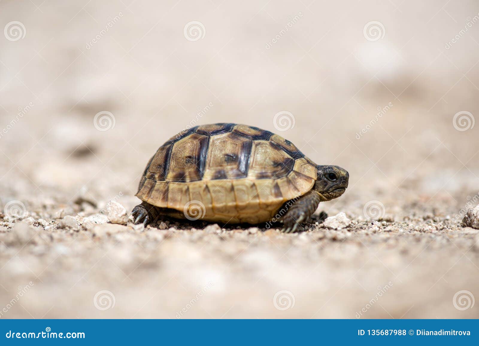 Close Up of a Young Greek Turtle in Its Natural Environment Stock Photo ...