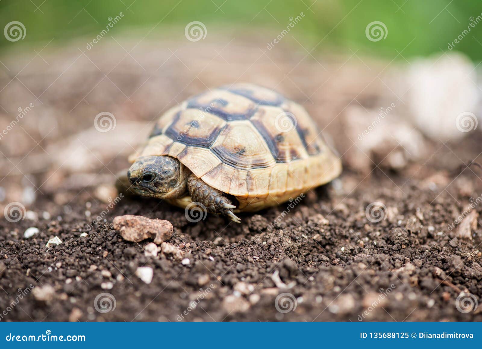 Close Up of a Young Greek Turtle in Its Natural Environment Stock Image ...