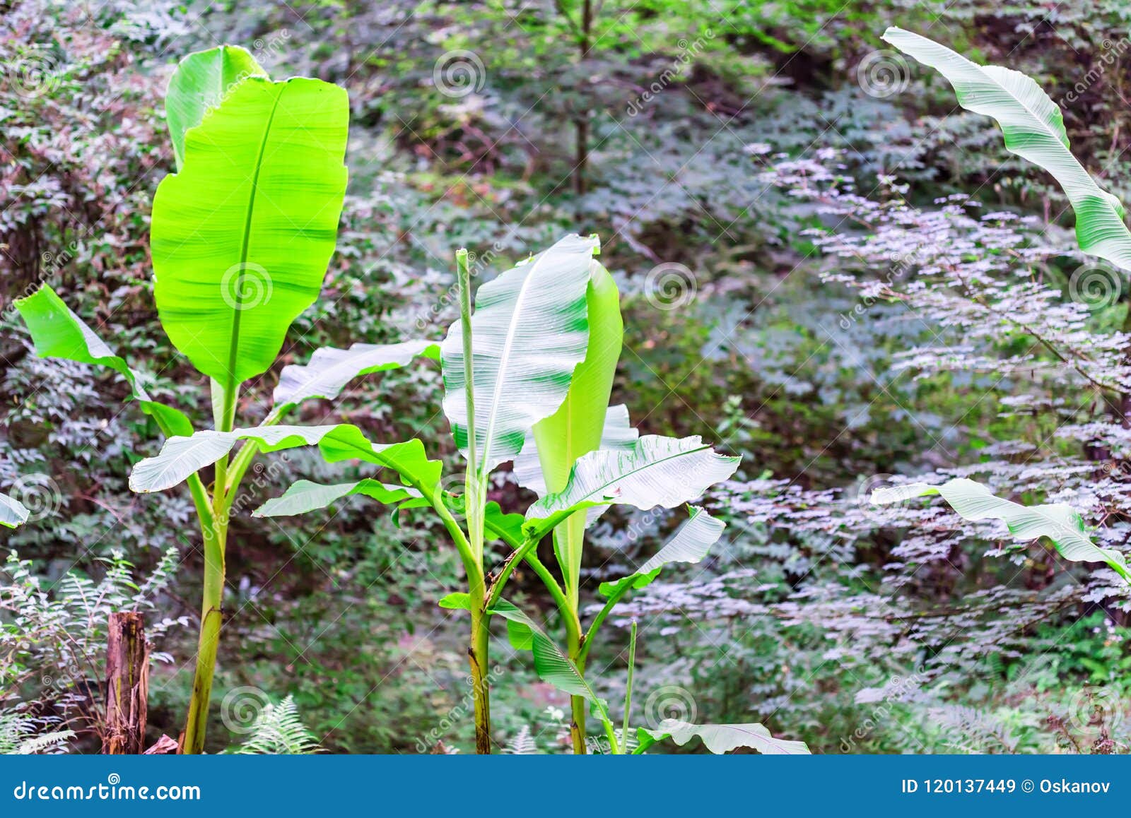 Young banana sprouts close stock image. Image of beautiful - 120137449