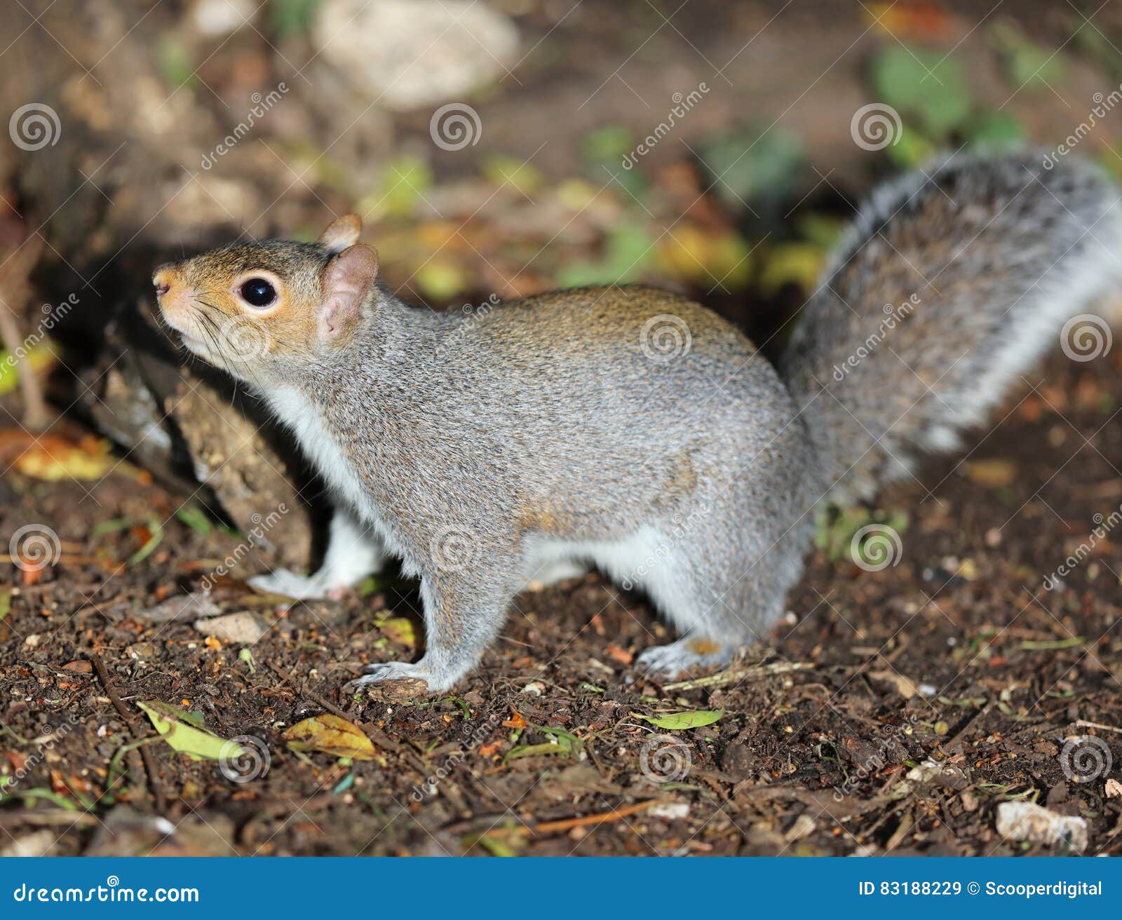 Close Up of a Young Grey Squirrel Stock Image - Image of curious ...