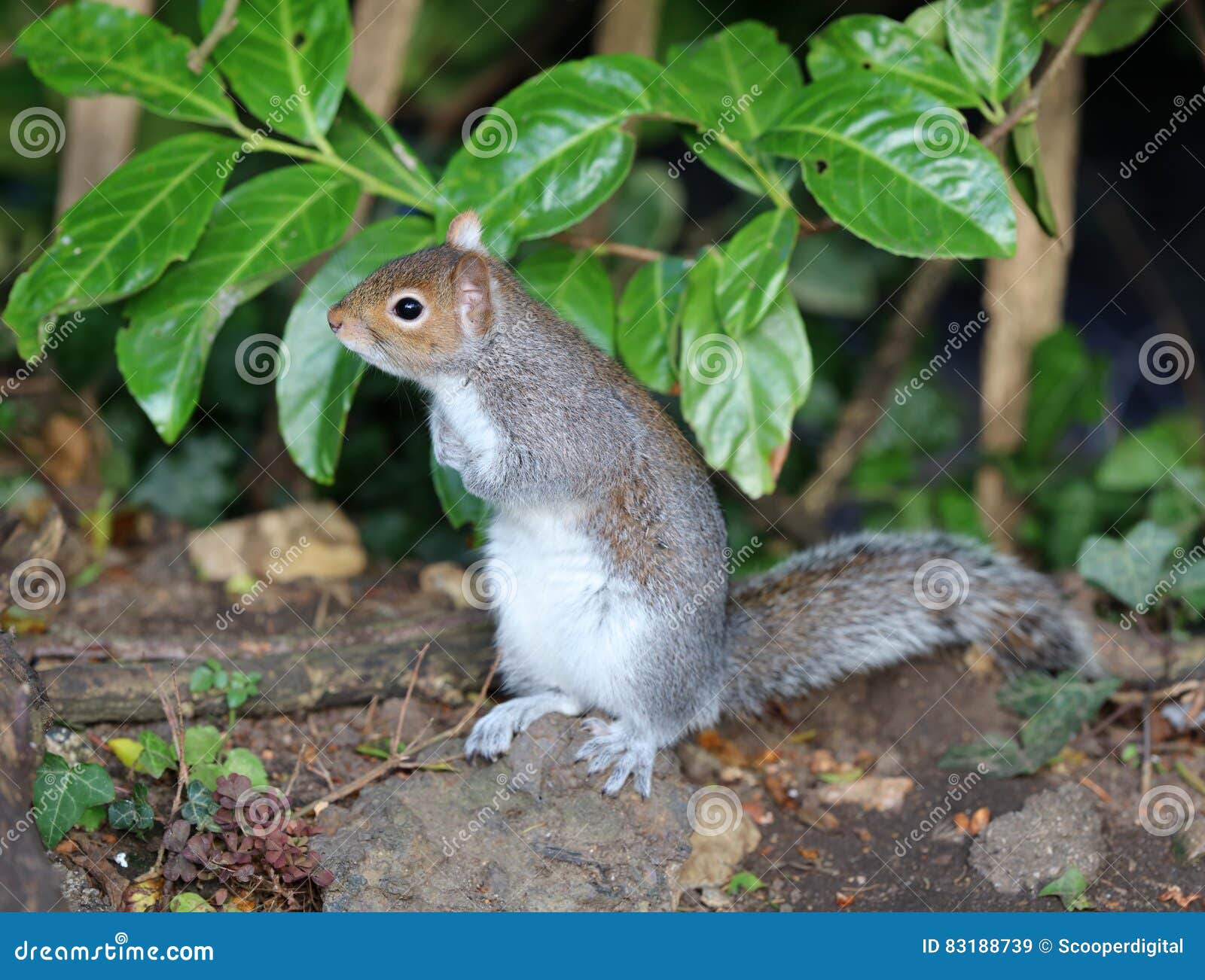 Close Up of a Young Grey Squirrel Stock Image - Image of young ...