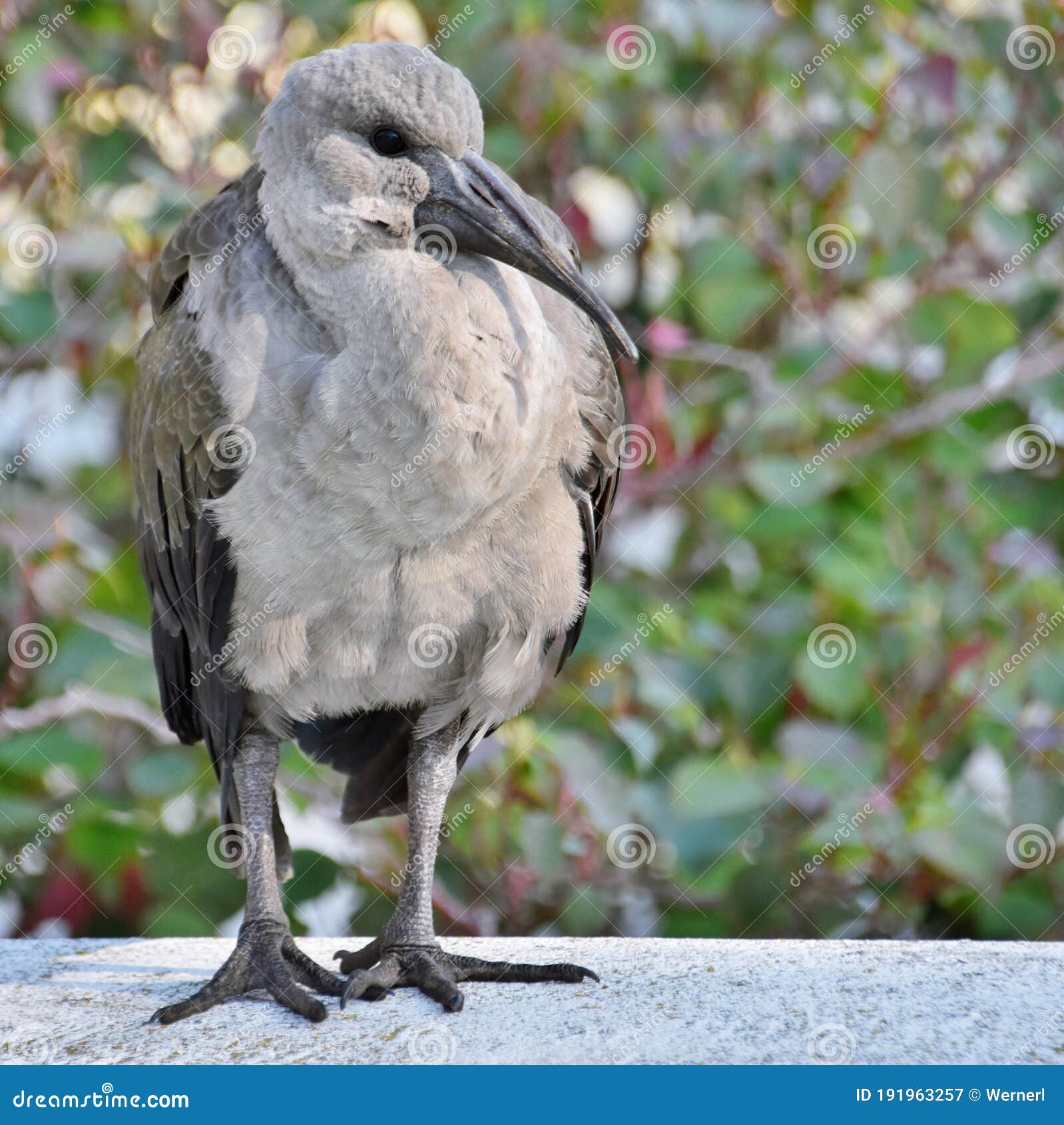 Young Hadeda Ibis stock image. Image of feathers, hagedash - 191963257