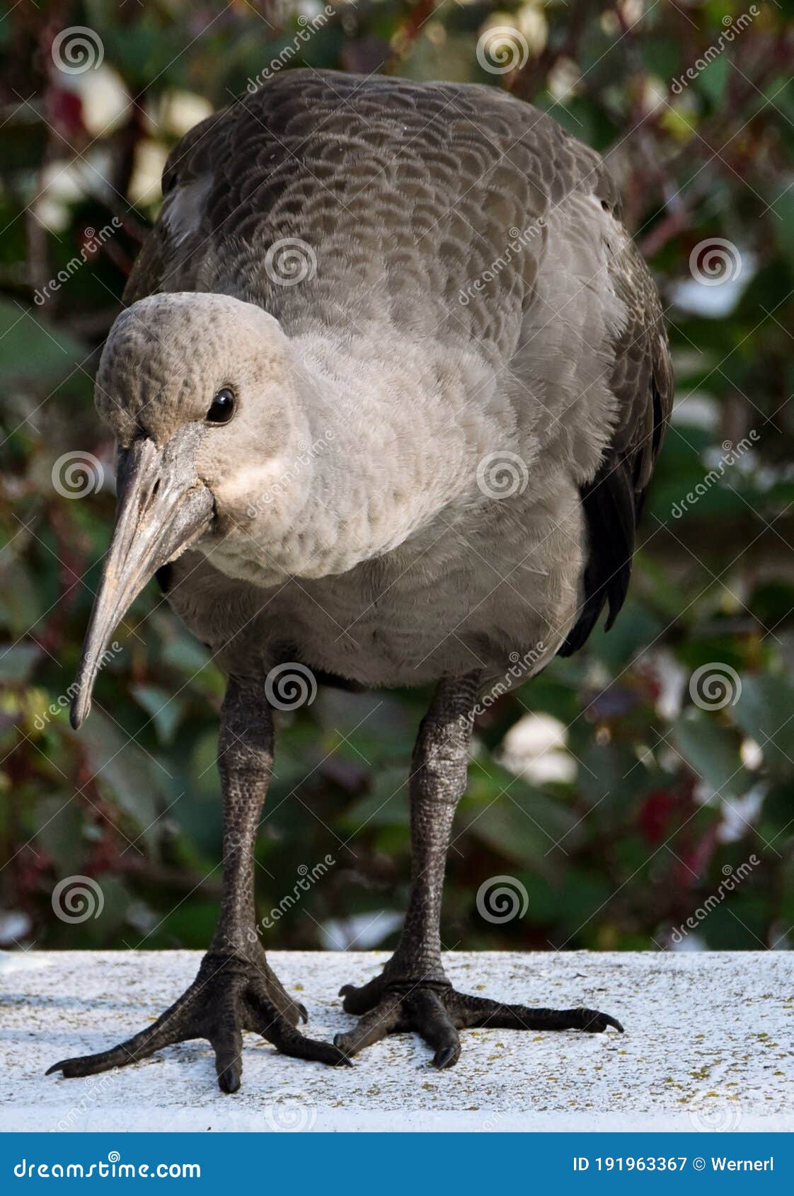 Young Hadeda Ibis stock image. Image of wildlife, hadeda - 191963367