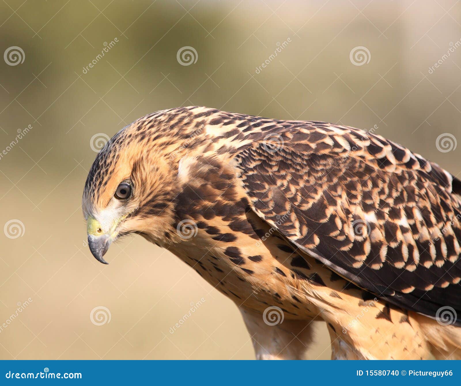 Young Hawk In Tree Stock Photo | CartoonDealer.com #68760630