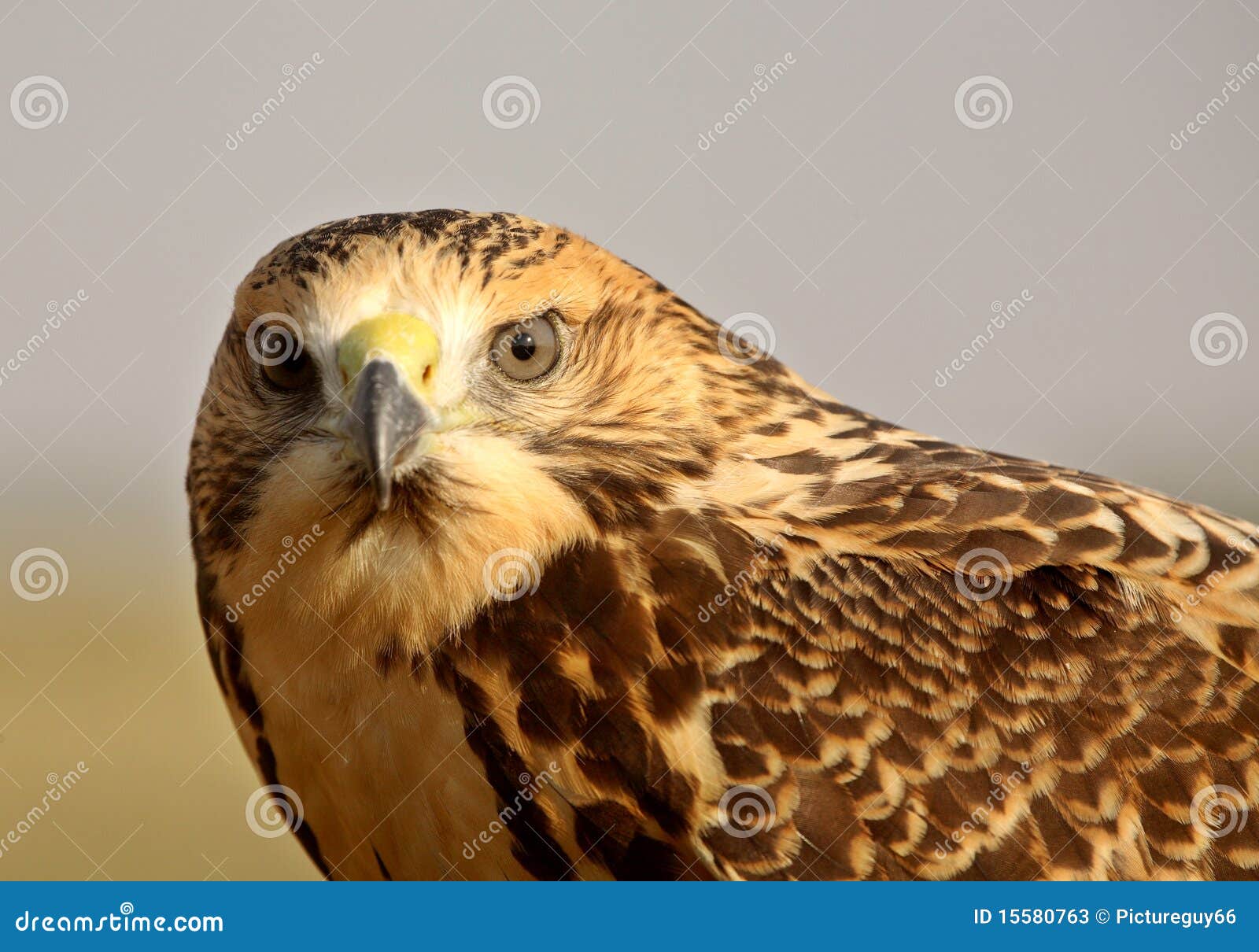 Close up of a young hawk stock image. Image of protected - 15580763