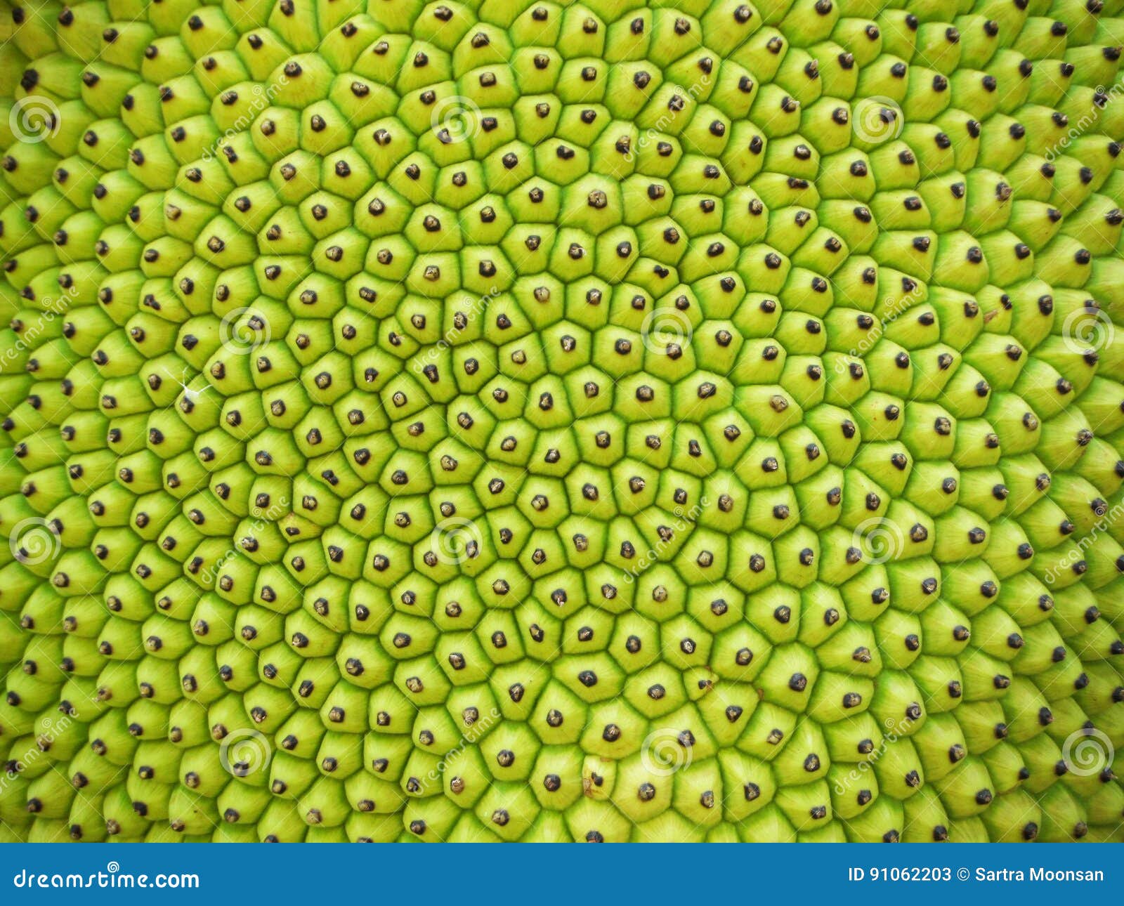 Close Up of Young Jackfruit, Tropical Fruit Stock Image - Image of skin ...