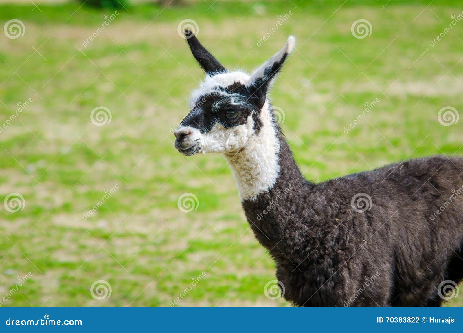 Lama On Grass Royalty-Free Stock Photo | CartoonDealer.com #93905145
