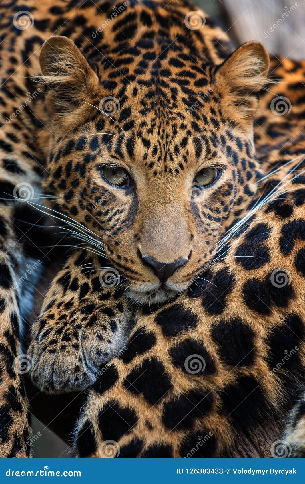 Close up leopard portrait stock image. Image of mammal - 126383433