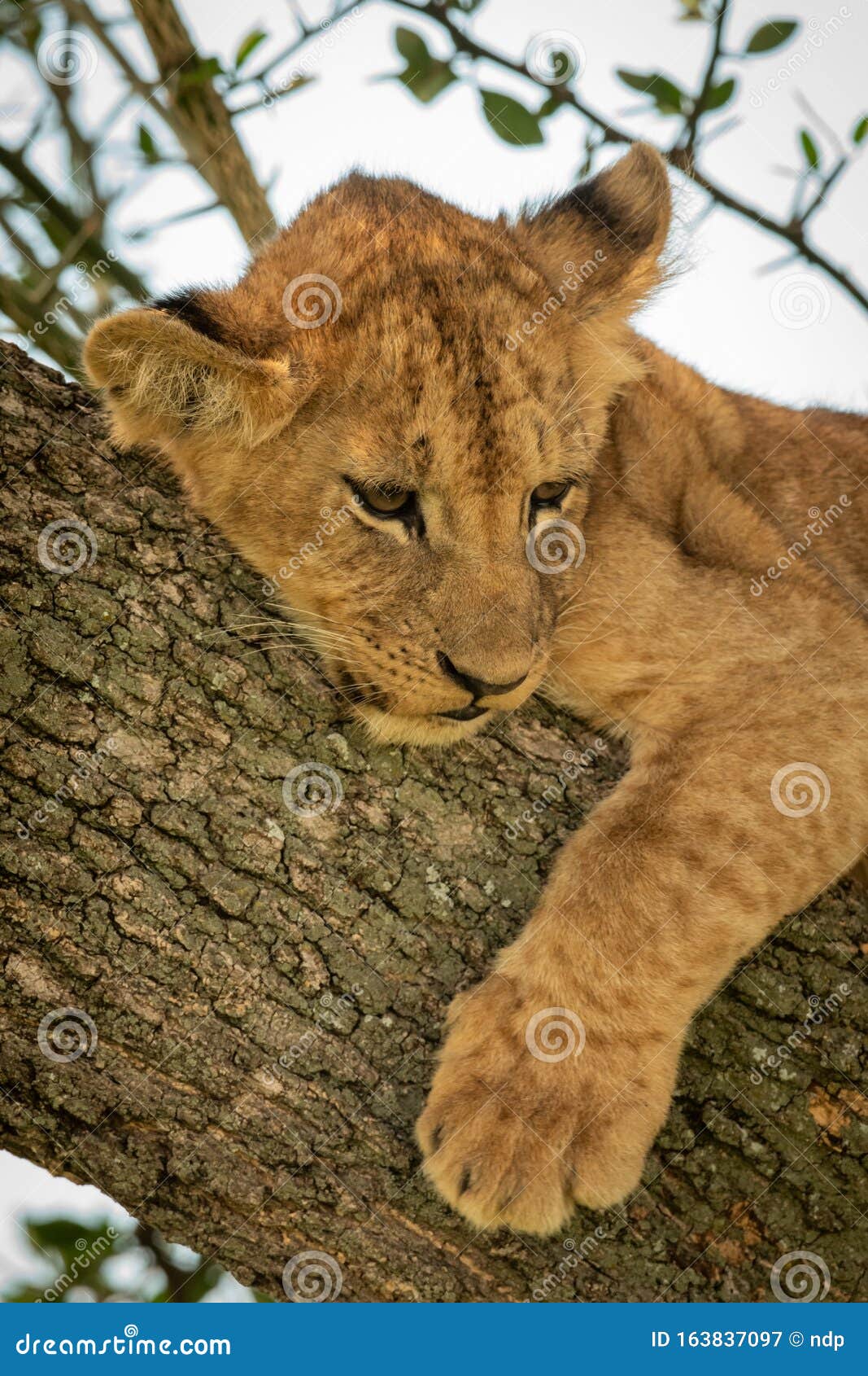 Close-up of Young Lion Cub in Tree Stock Image - Image of grassland ...