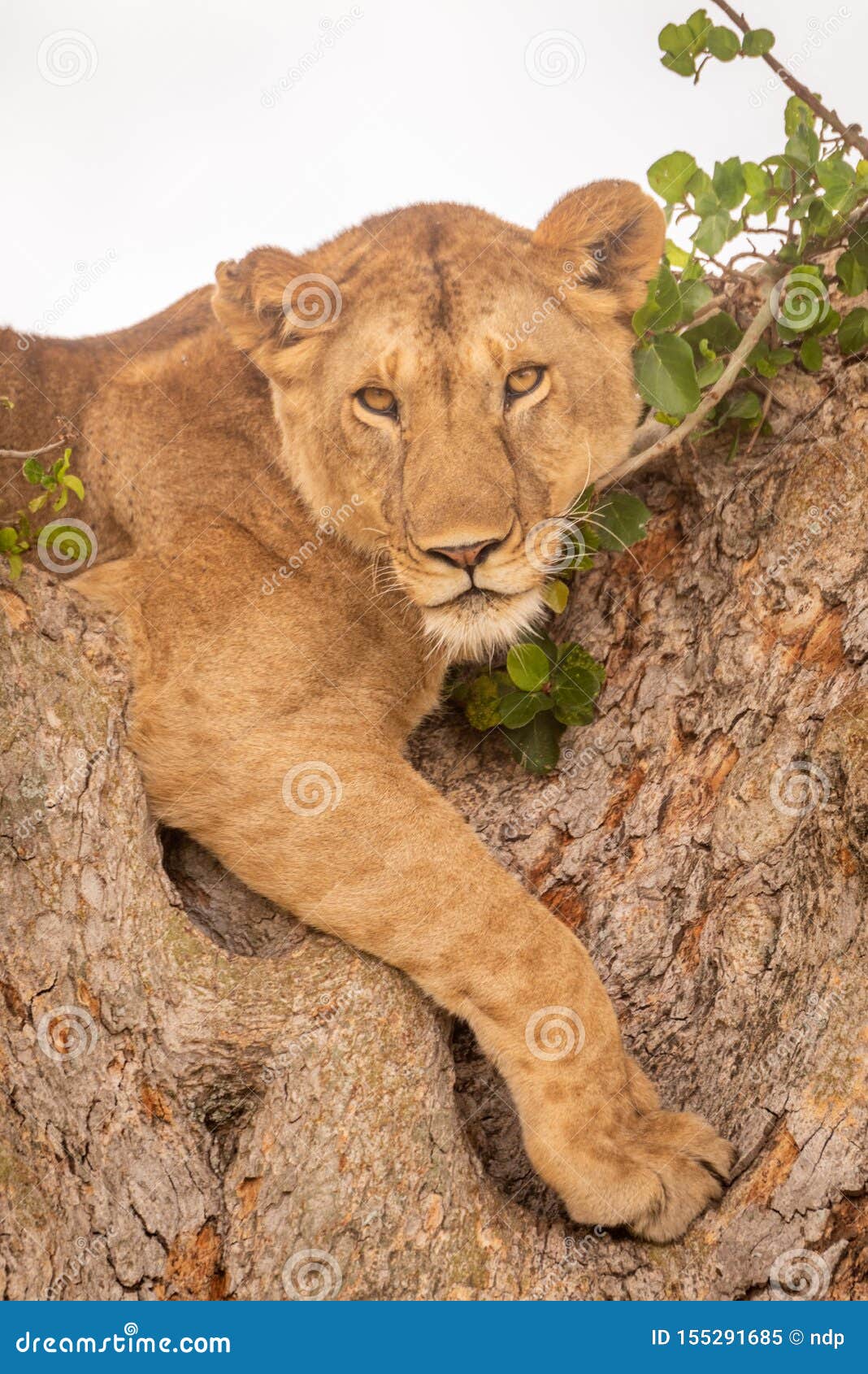 Close-up of Young Lion Lying in Tree Stock Image - Image of mammal ...