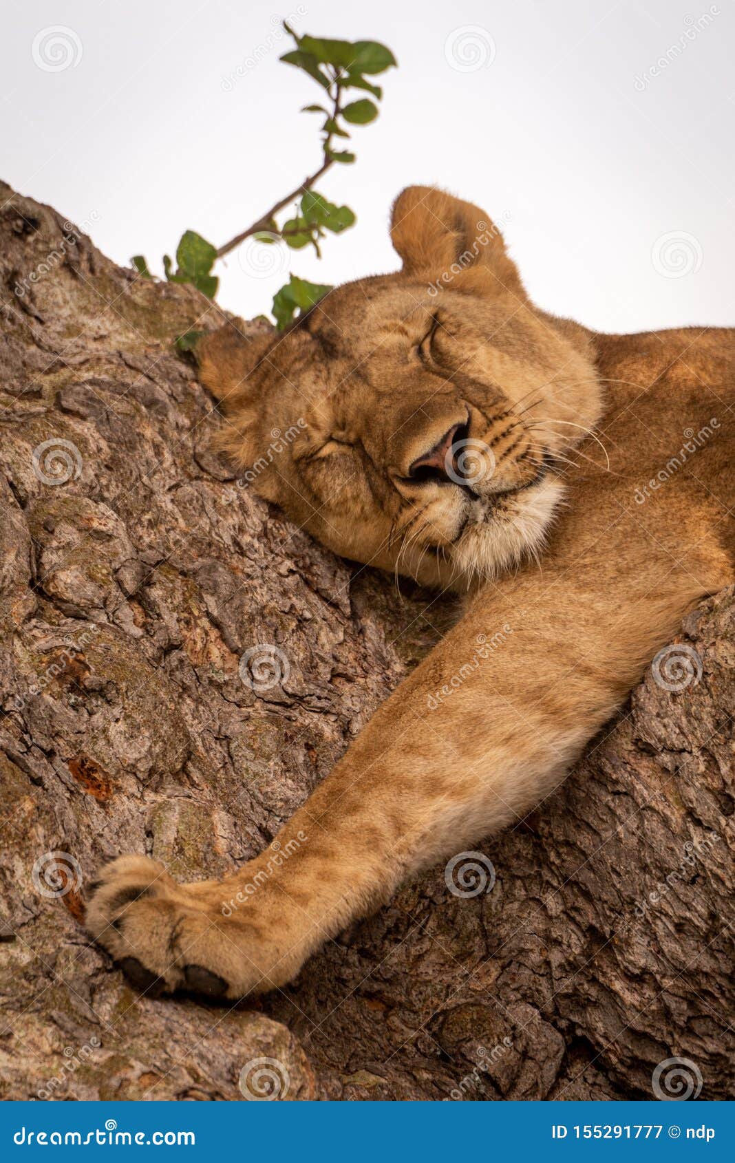 Close-up of Young Lion Sleeping in Tree Stock Image - Image of wildlife ...