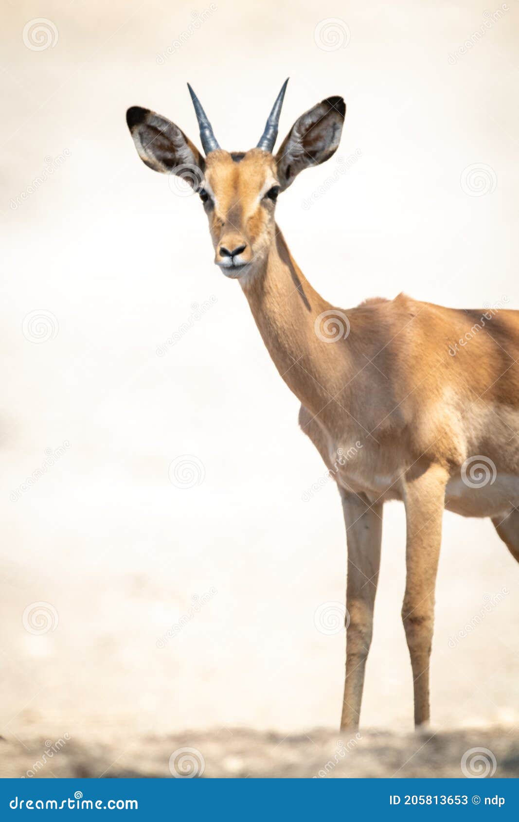 Close-up of Young Male Common Impala Standing Stock Image - Image of ...