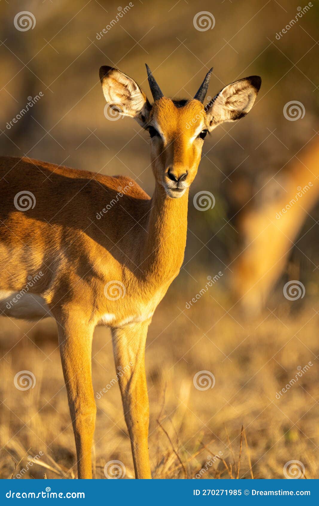 Close-up of Young Male Common Impala Staring Stock Image - Image of ...