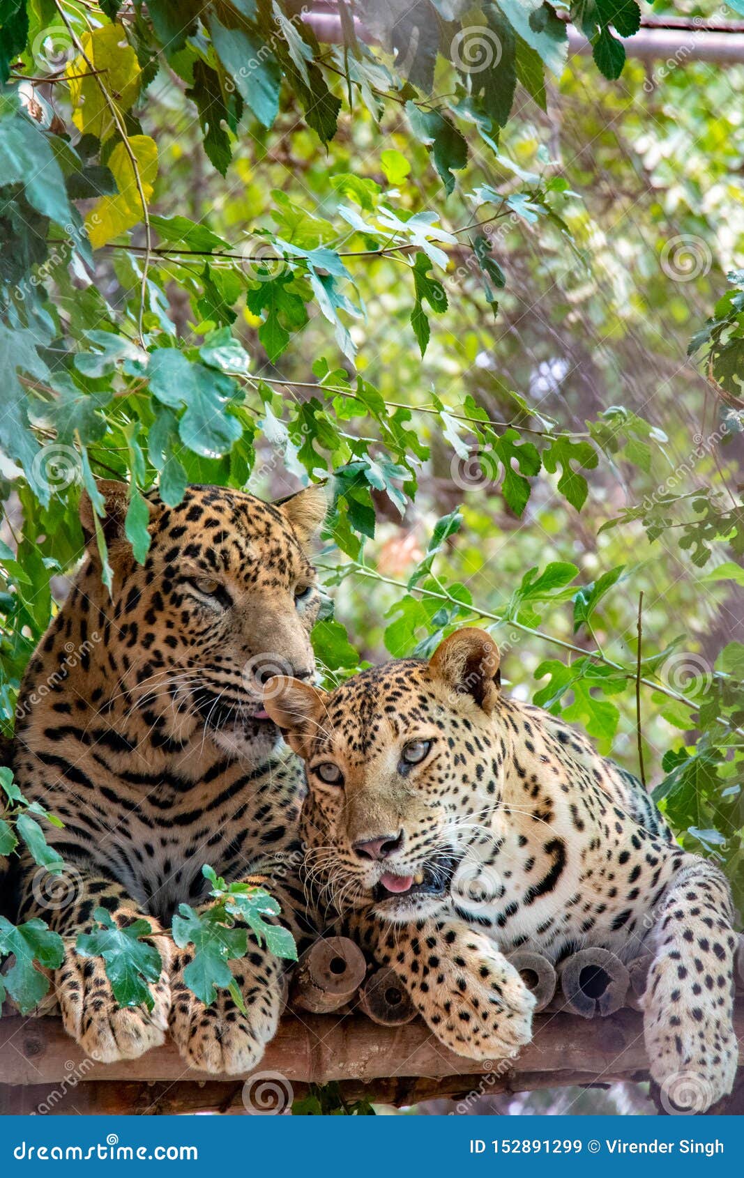 Close Up of Young Male Female Leopard Stock Image - Image of biosphere ...
