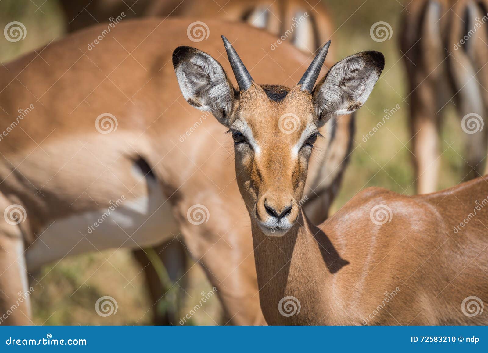 Impala Ewe Facing Camera, Prominent Flash Marking On Head. Stock Photo ...