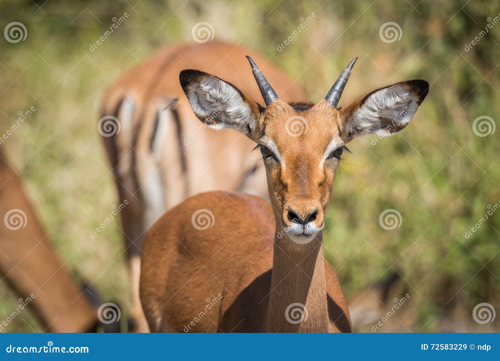 Close-up of Young Male Impala Head on Stock Image - Image of aepyceros ...