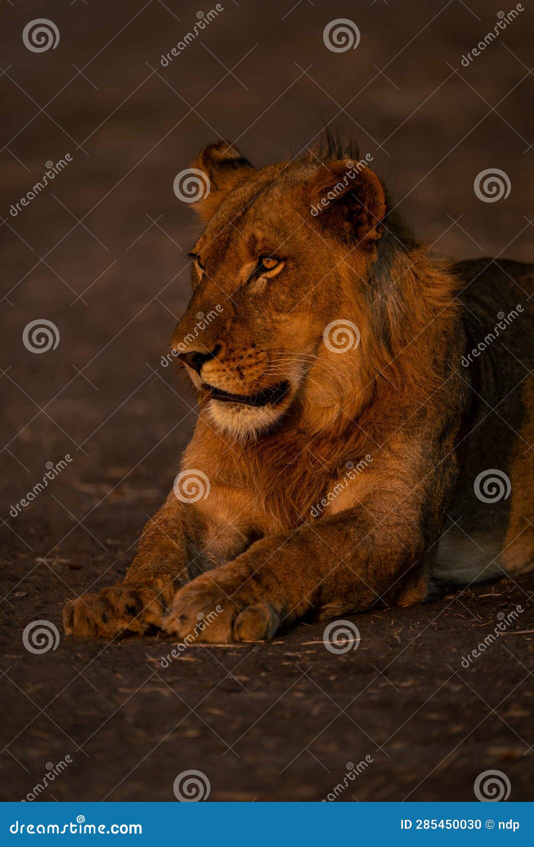 Close-up of Young Male Lion Facing Left Stock Photo - Image of animals ...