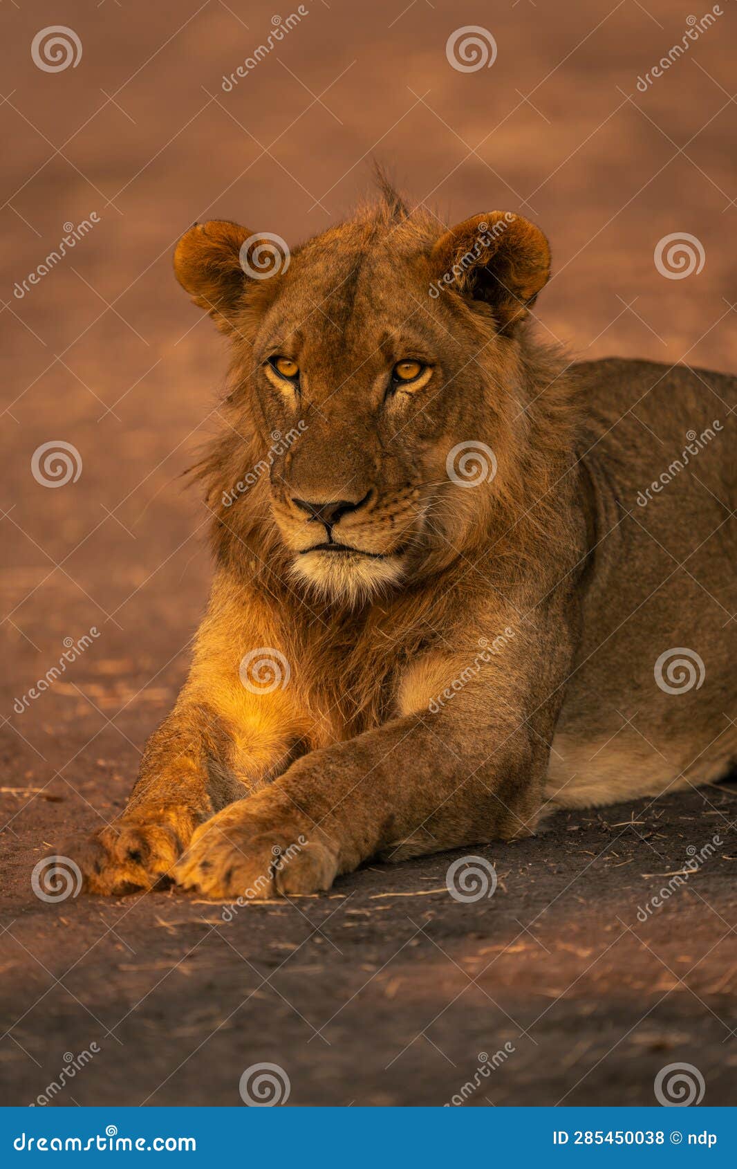Close-up of Young Male Lion on Sand Stock Photo - Image of vertical ...