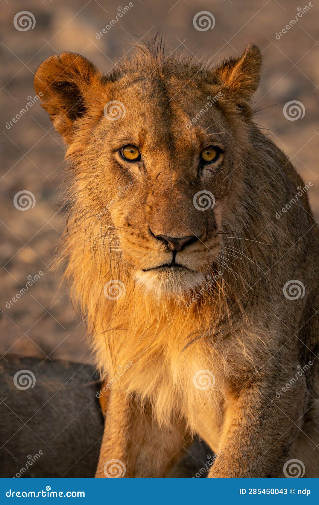 Close-up of Young Male Lion Sitting Down Stock Image - Image of chobe ...