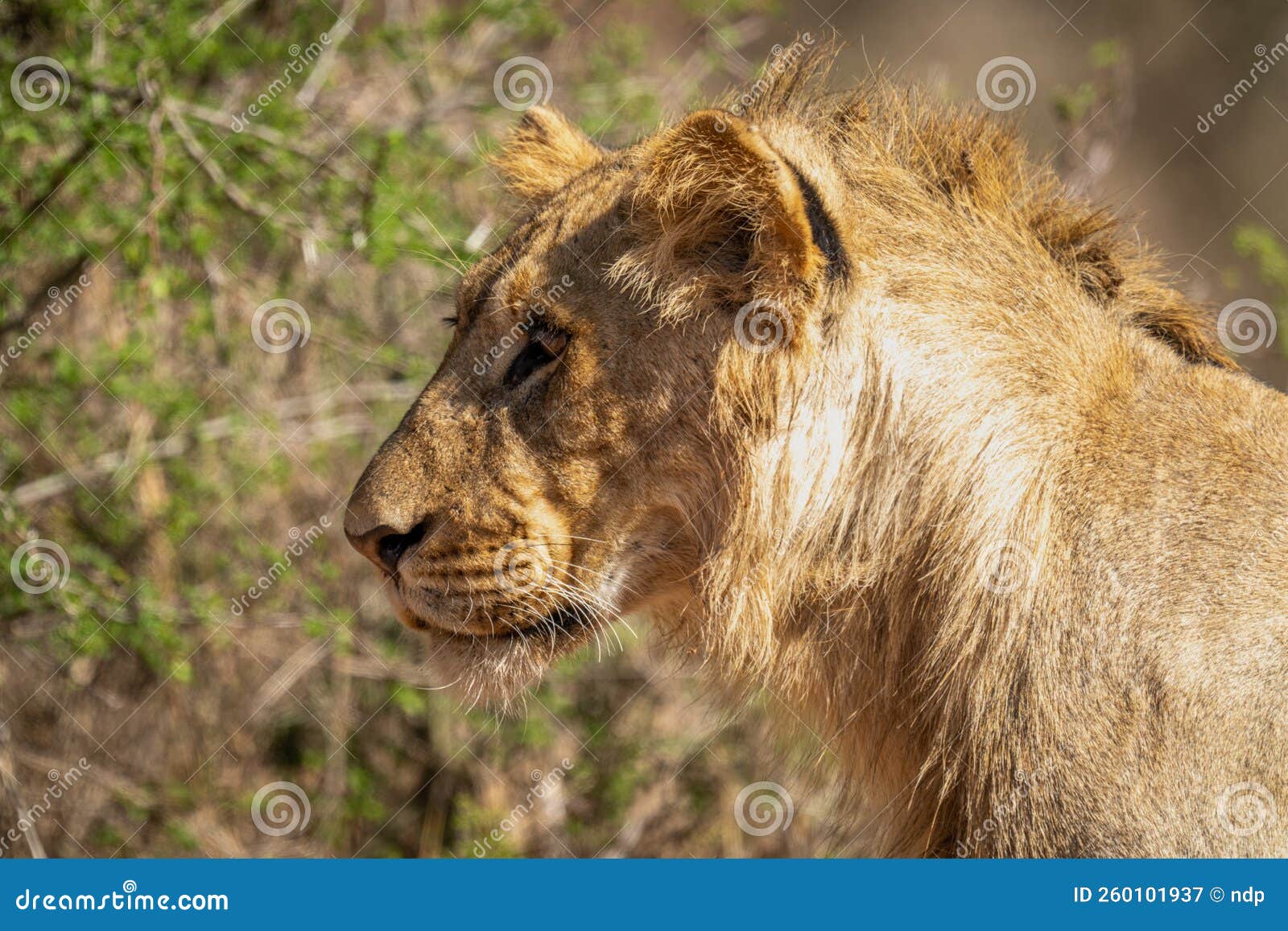 Close-up of Young Male Lion Staring Intently Stock Image - Image of ...