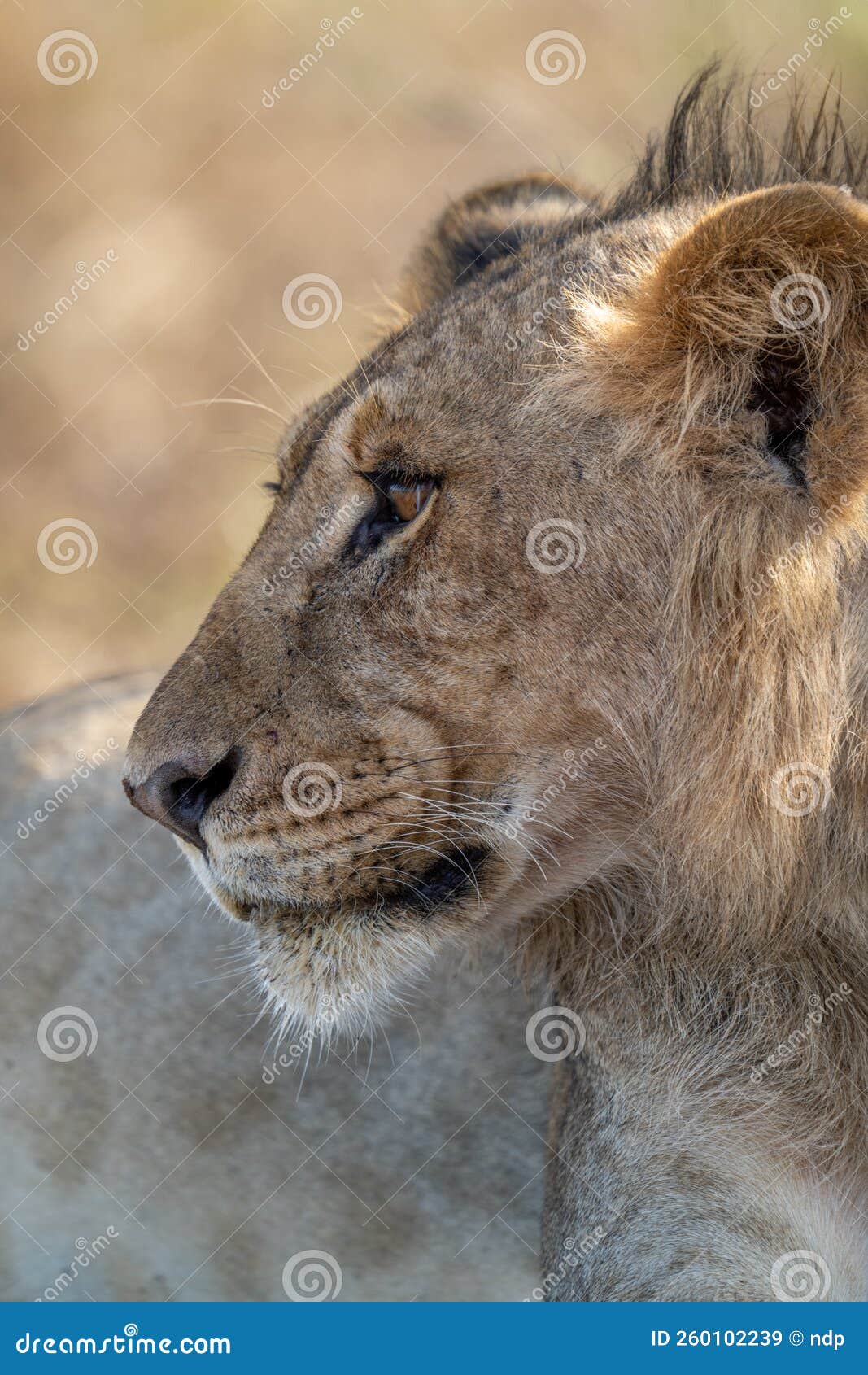 Close-up of Young Male Lion Staring Left Stock Image - Image of ...