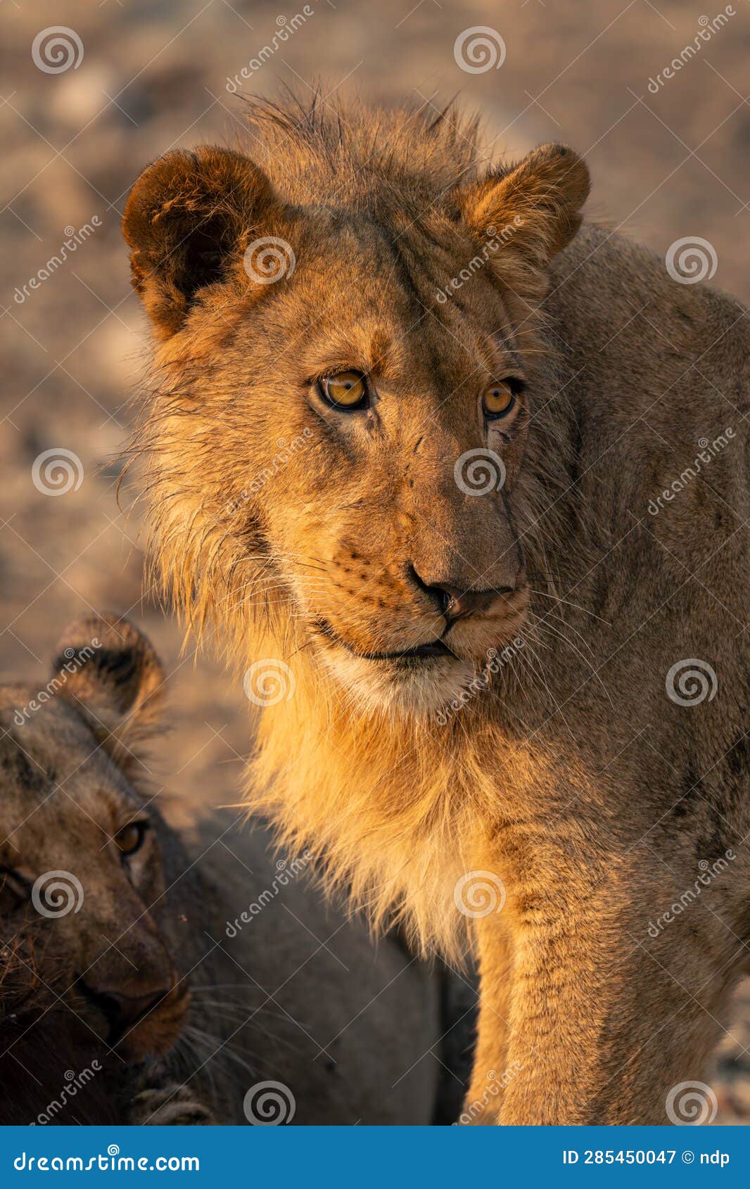 Close-up of Young Male Lion Turning Head Stock Image - Image of lodge ...