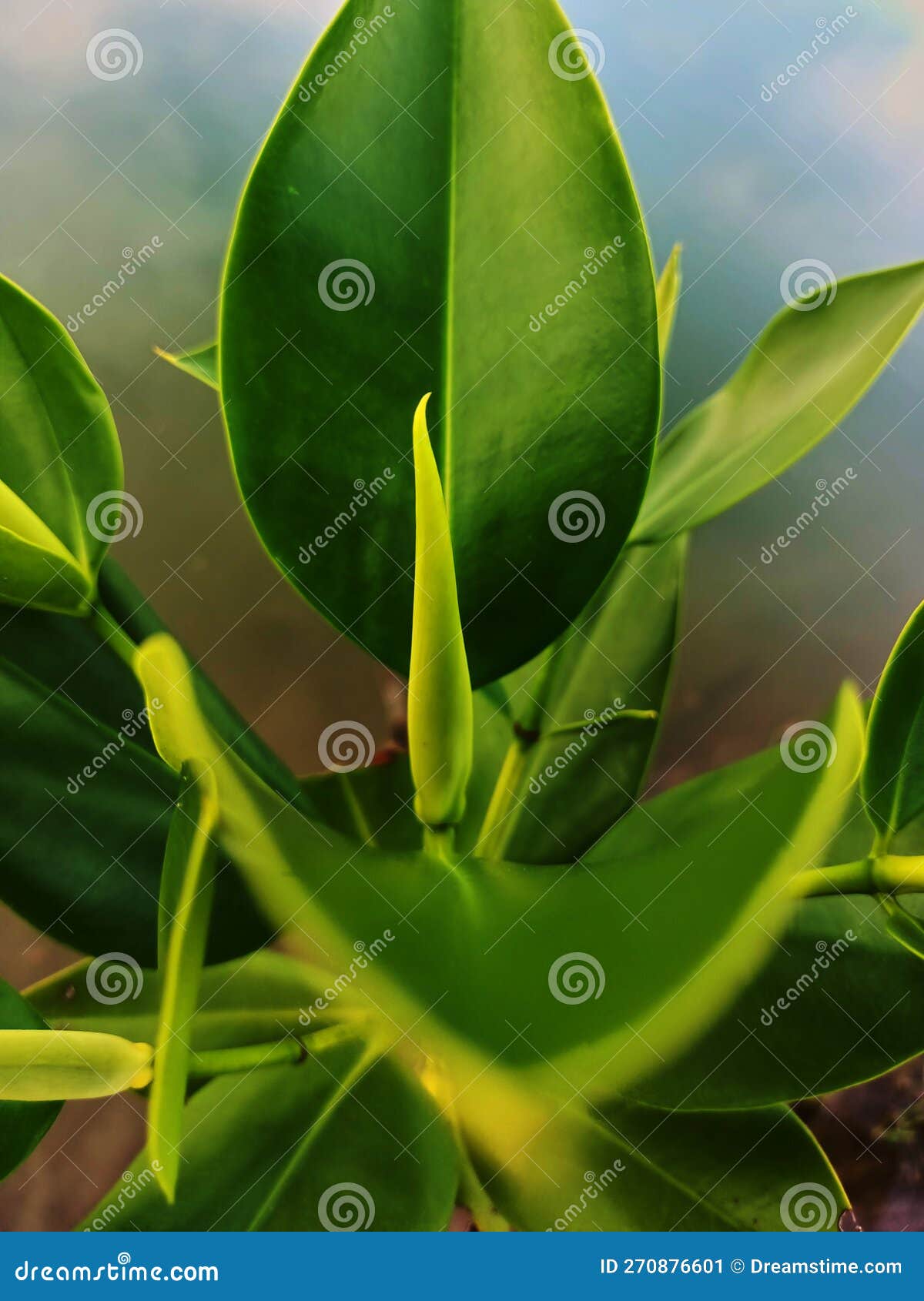 Close Up Of Mangrove Trees Leaves. Egyptian Mangrove Grove. Royalty ...