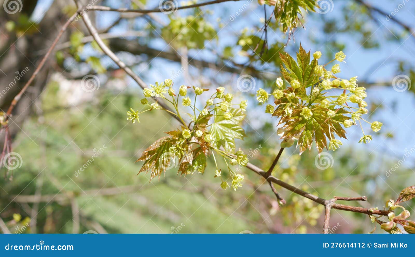 Close-up of a Young Maple Tree in April Stock Photo - Image of plant ...