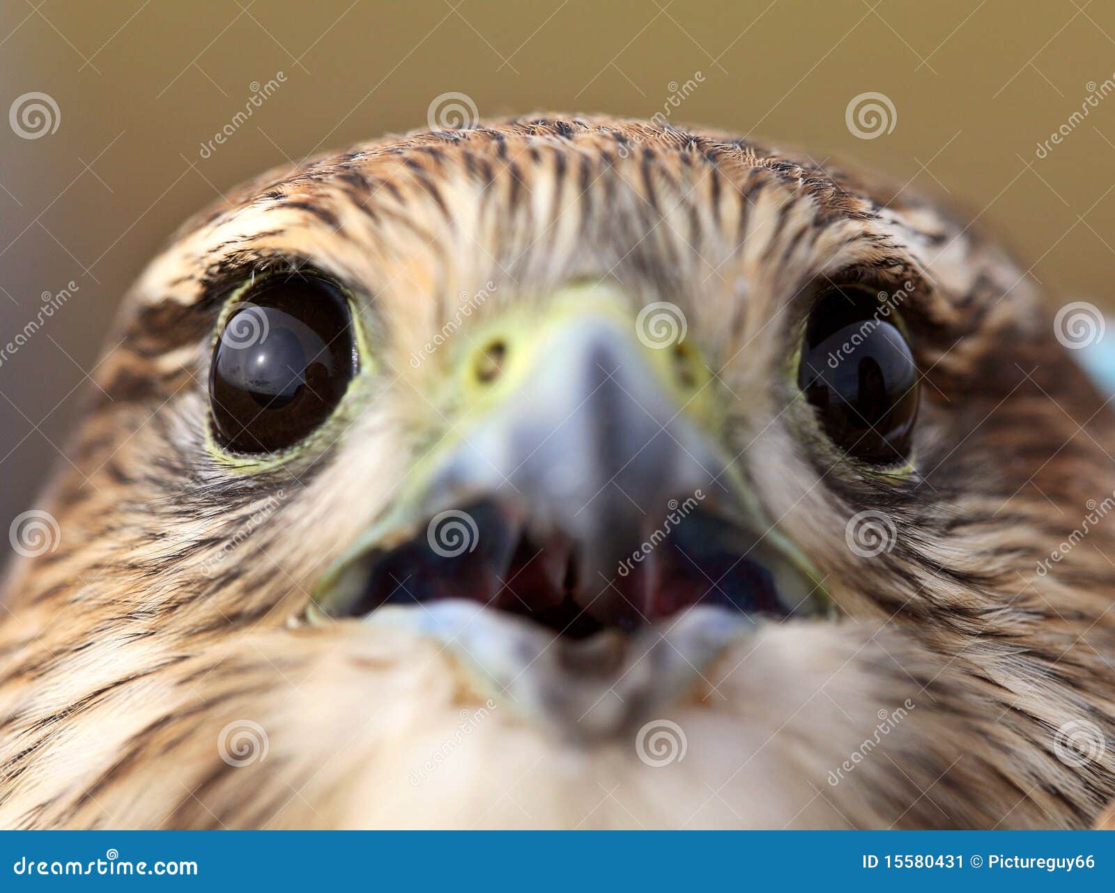 Close up of young Merlin stock image. Image of bird, habitat - 15580431