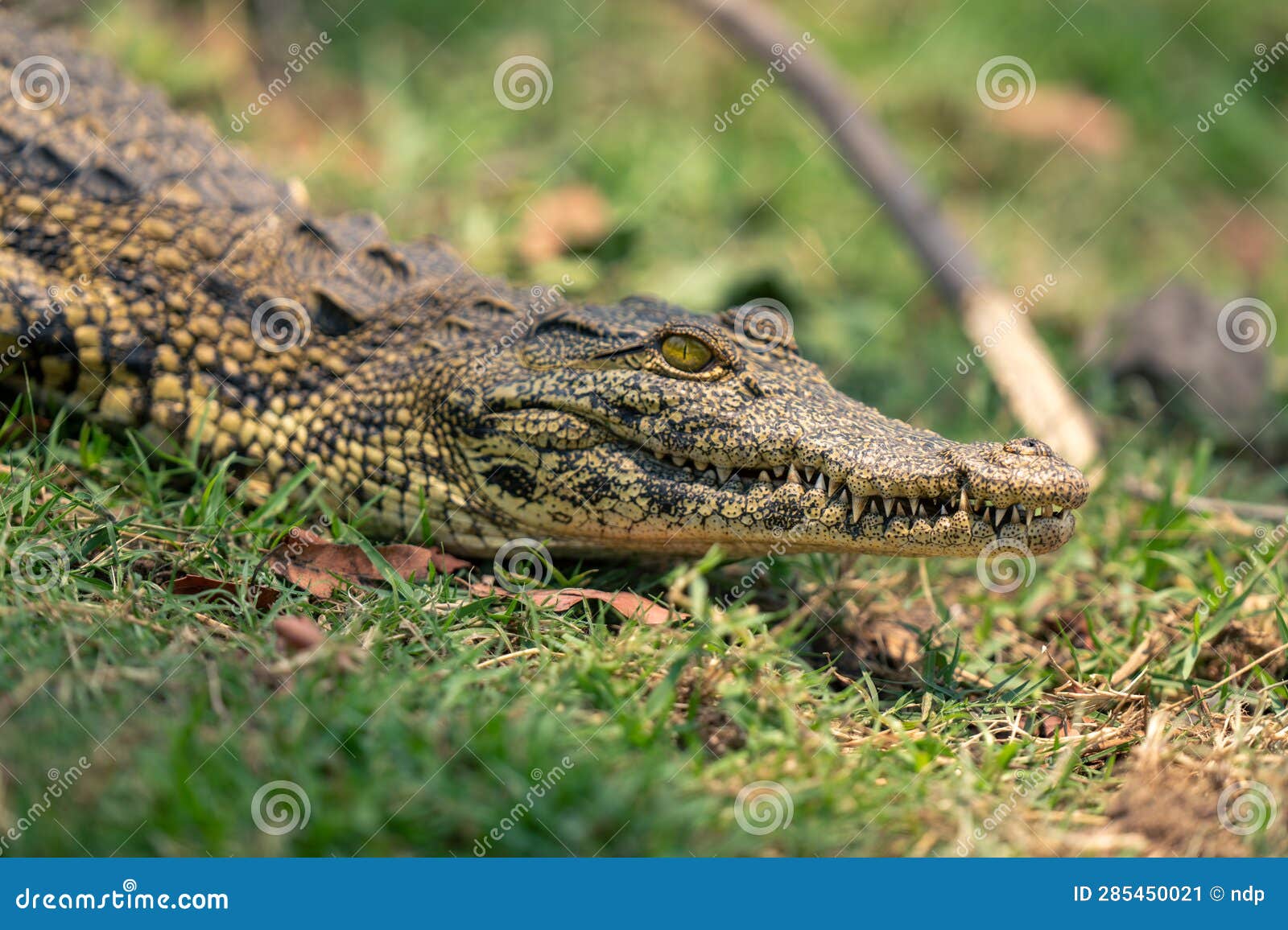 Close-up of Young Nile Crocodile on Grass Stock Image - Image of travel ...