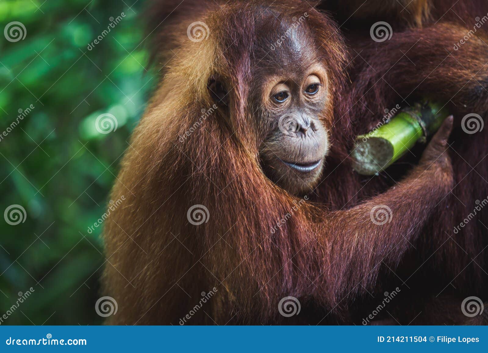 Close Up of a Young Orangutan Eating Stock Photo - Image of monkey ...