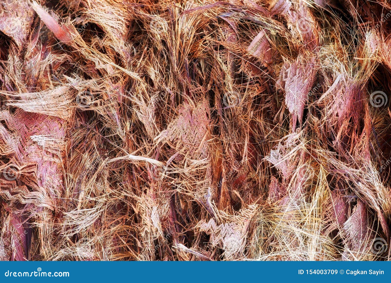 Close Up Young Palm Tree Trunk Fiber Stock Image - Image of wallpaper ...