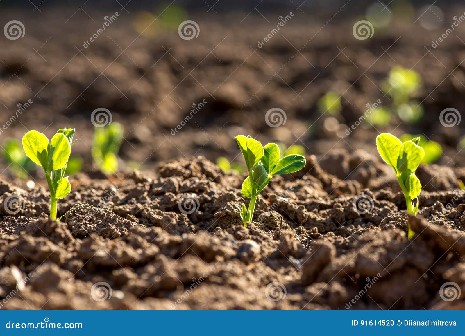 Close Up of Young Pea Plants in Early Spring Garden - Selective Focus ...