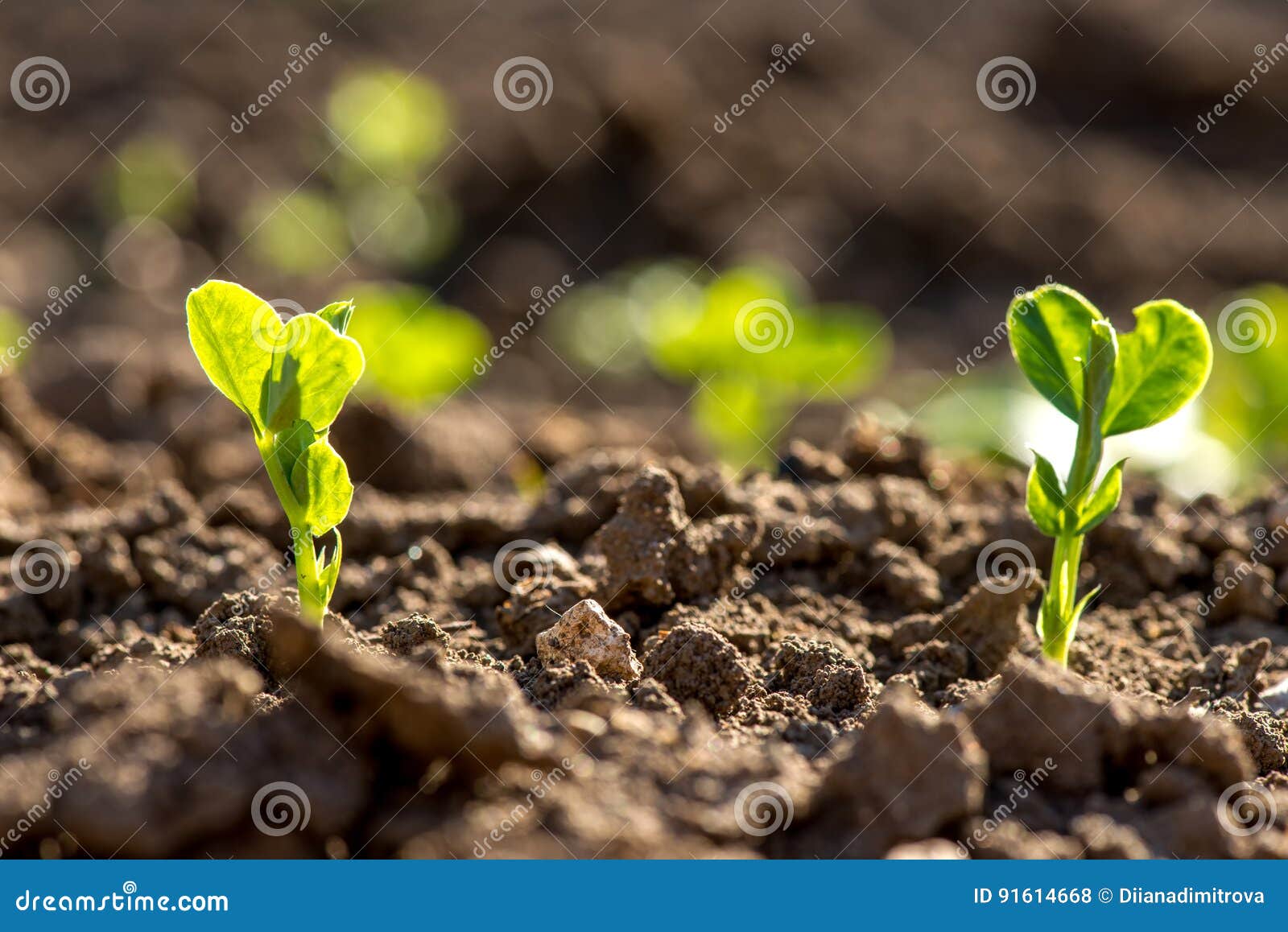 Close Up of Young Pea Plants in Early Spring Garden - Selective Focus ...
