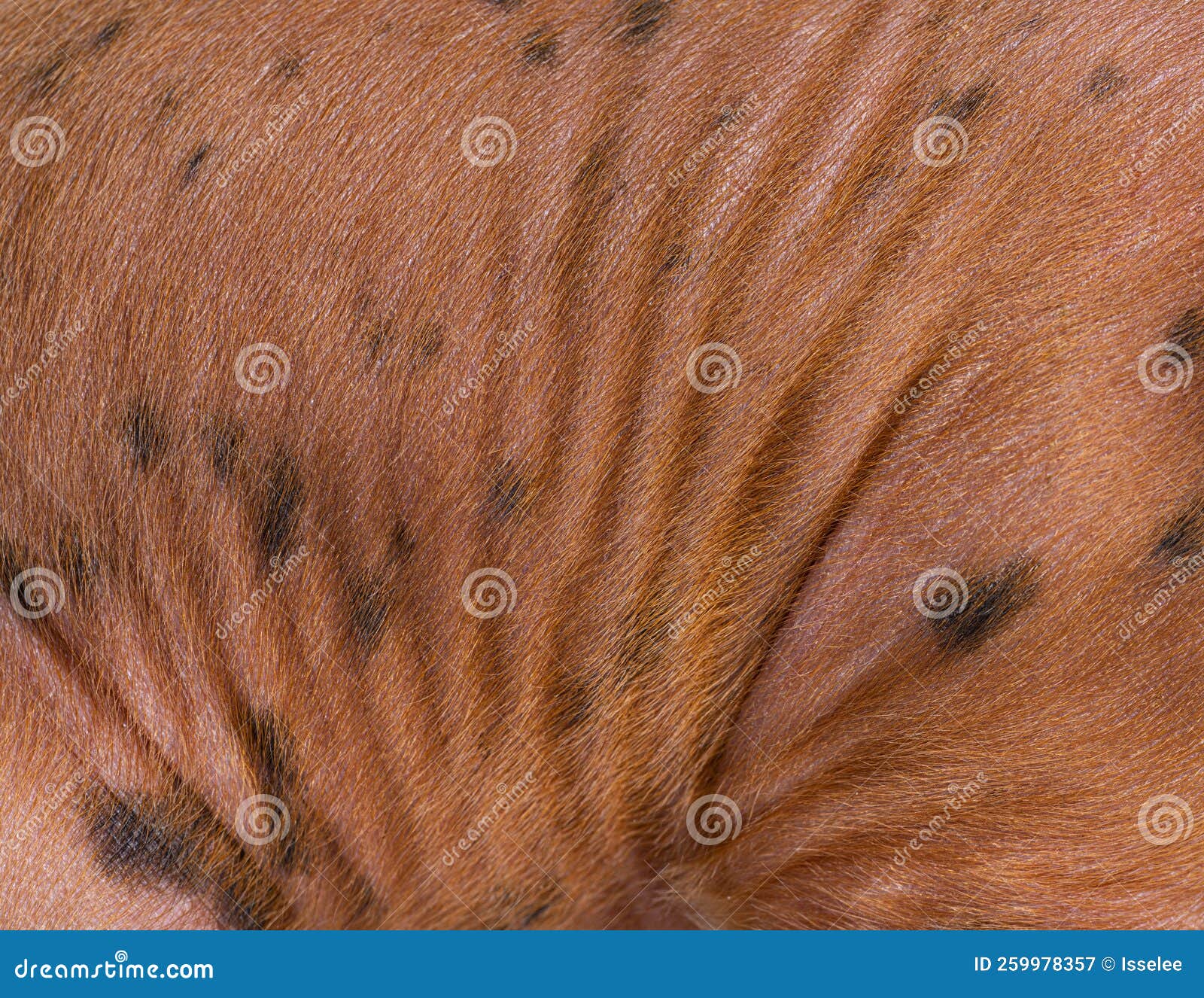 Close-up on a Young Pig Hairs Mixedbreed, Isolated Stock Image - Image ...
