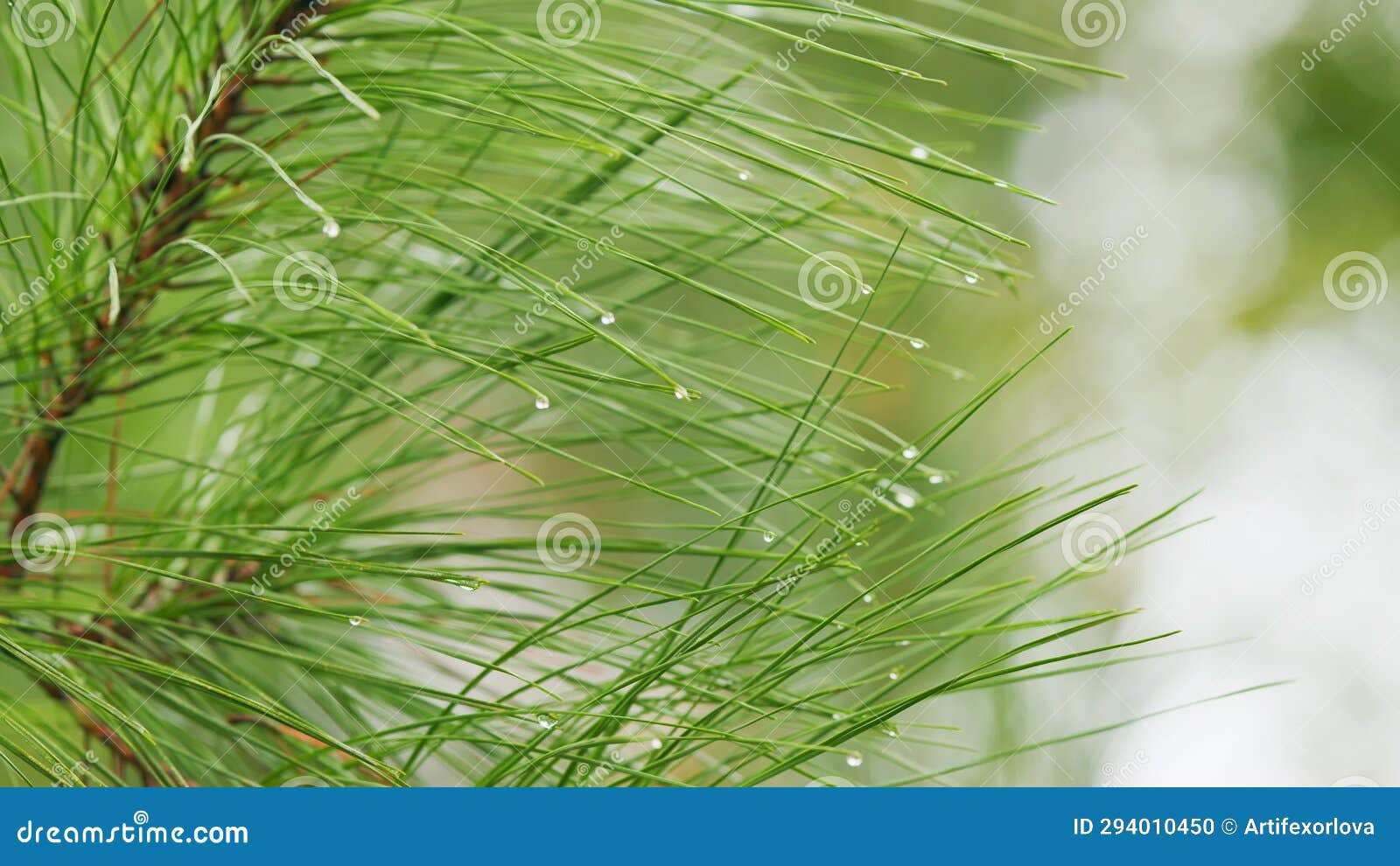 Young Pine Branch in Drops of Rain. Dew on Pine Tree Branch. Pine ...