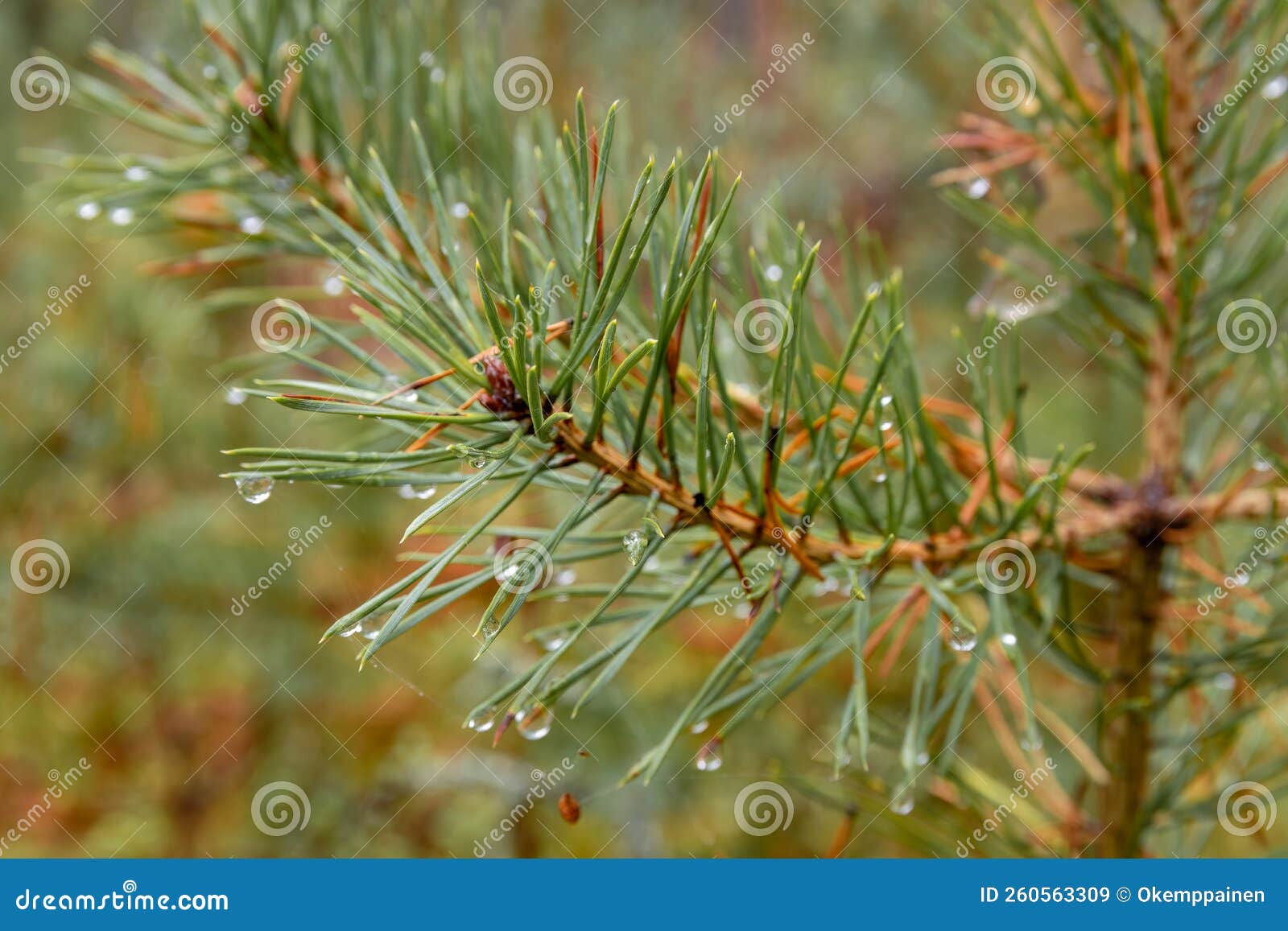 Close Up of a Young Pine Tree Branch with Water Droplets Stock Image ...