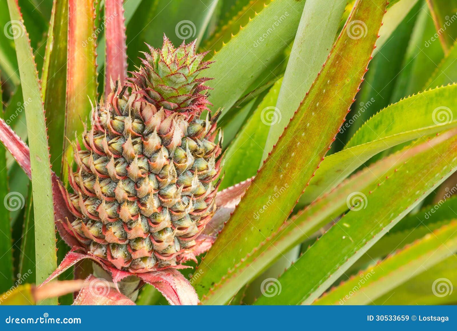 Close-up of Young Pineapple in the Field Stock Image - Image of leaf ...