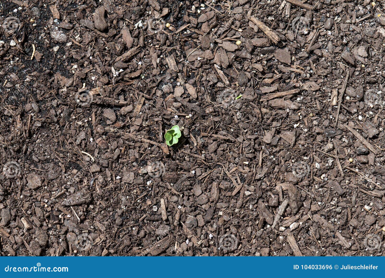 Close Up of Young Plant Sprouting from the Ground. Stock Photo - Image ...